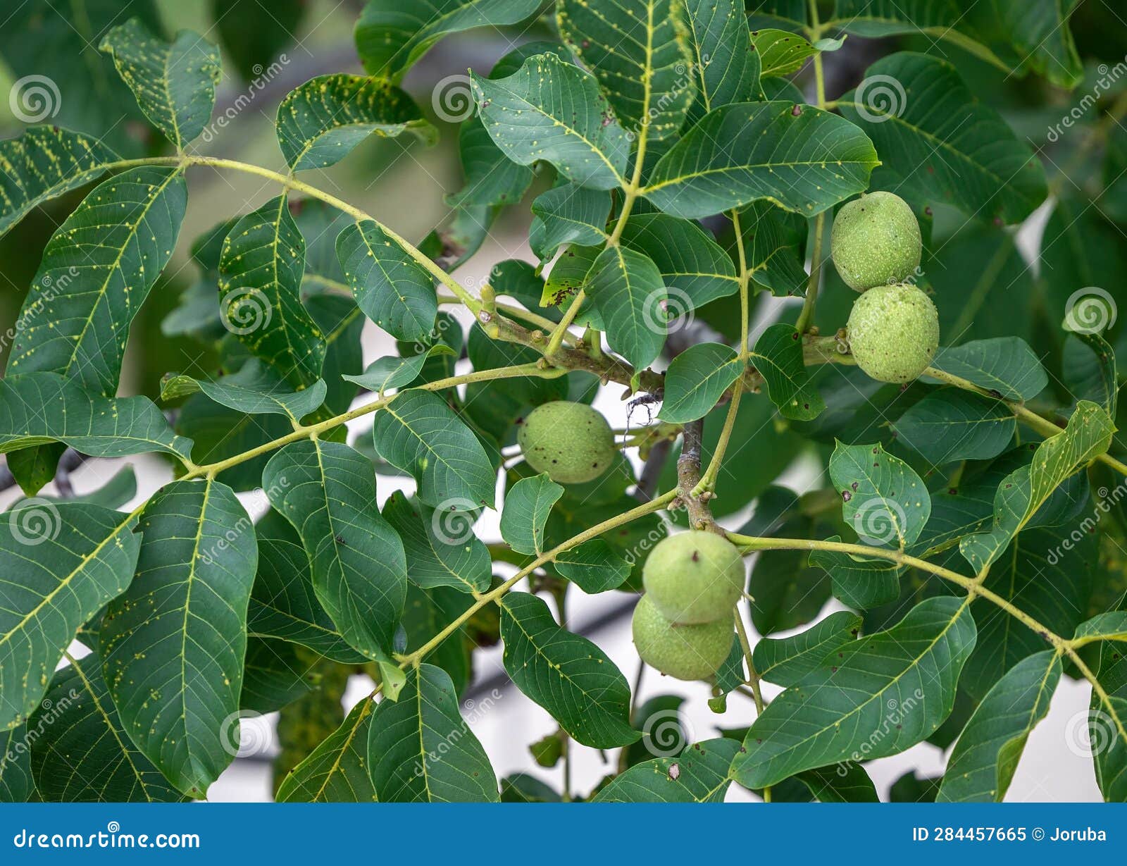 Green nuts of walnuts tree stock image. Image of juglandaceae - 284457665