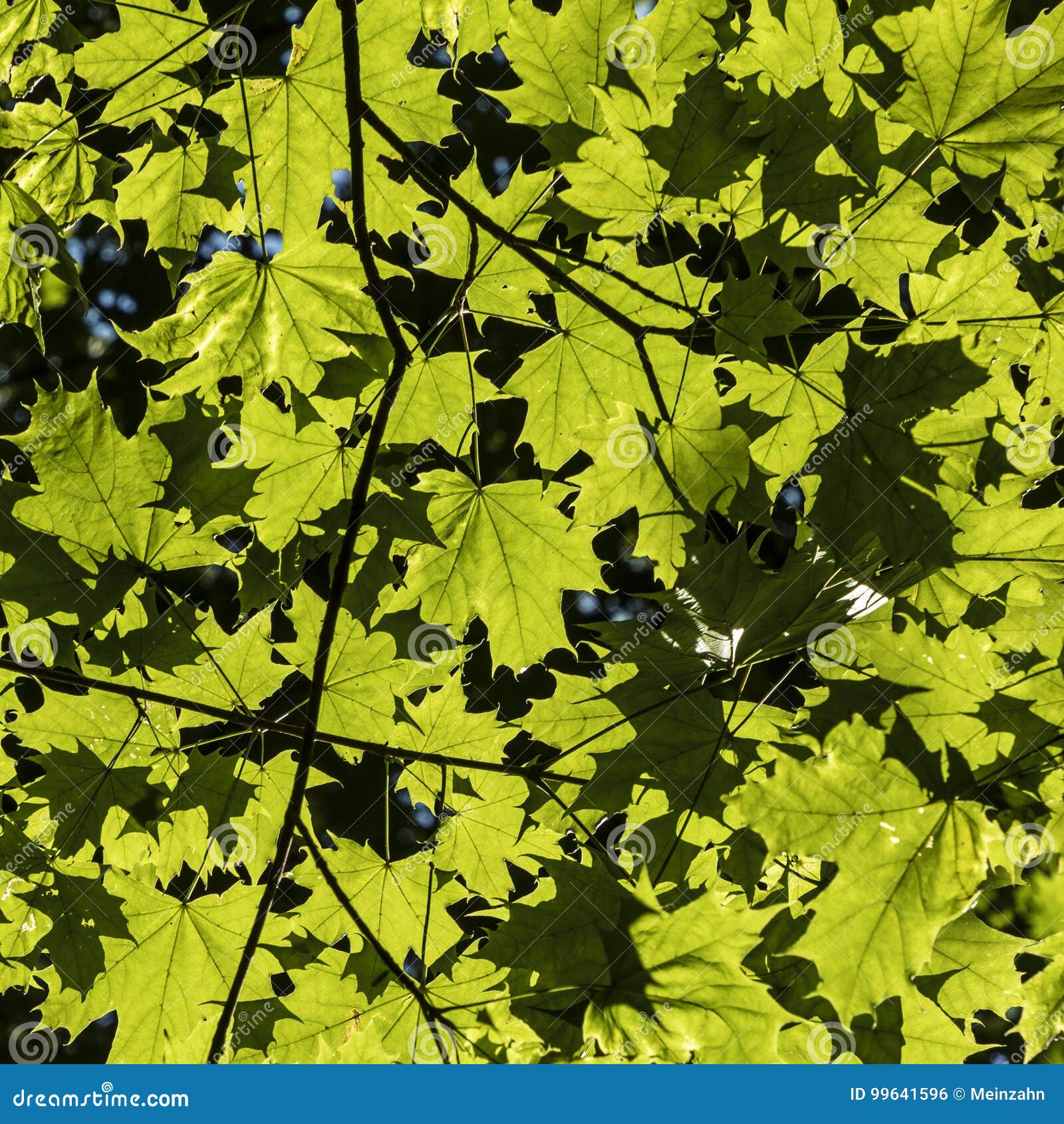 Detail of Green Oak Trees in Sunlight Stock Photo - Image of forest ...
