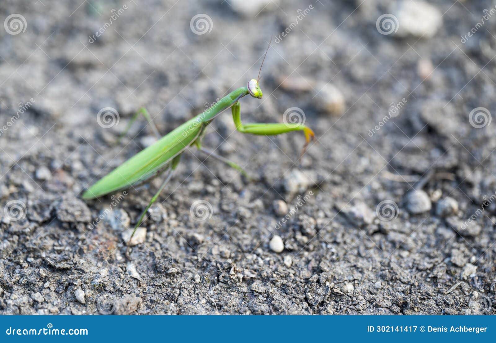 Detail of the Green Praying Mantis Walking on the Ground Stock Image ...