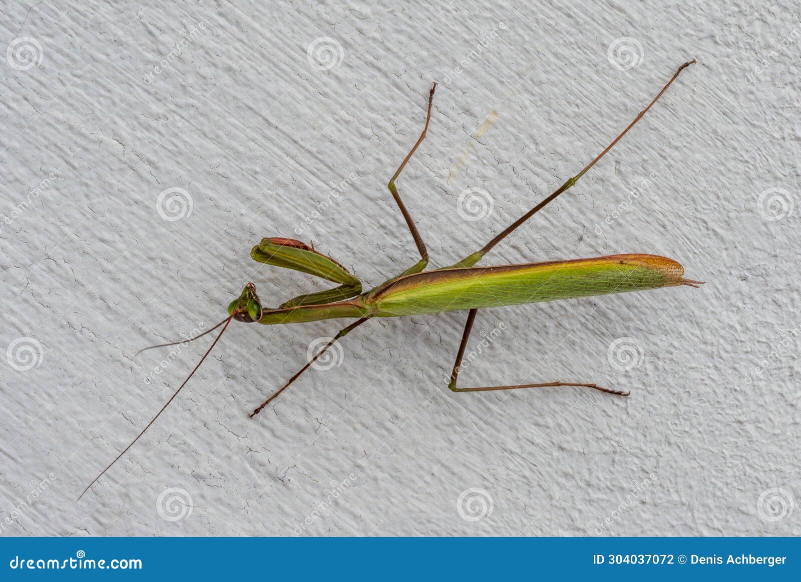 Detail of the Green Praying Mantis Walking on the White Wall Stock ...