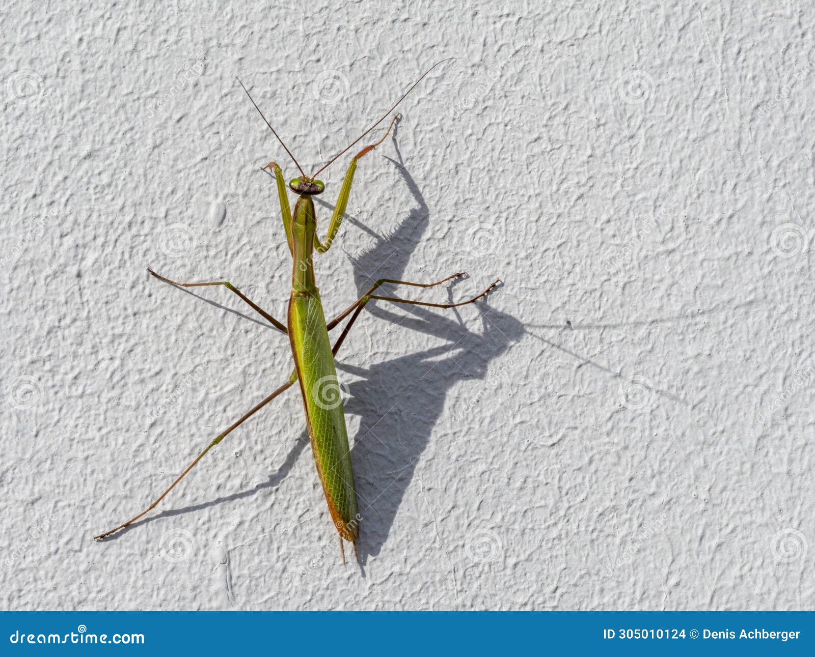 Detail of the Green Praying Mantis Walking on the White Wall Stock ...