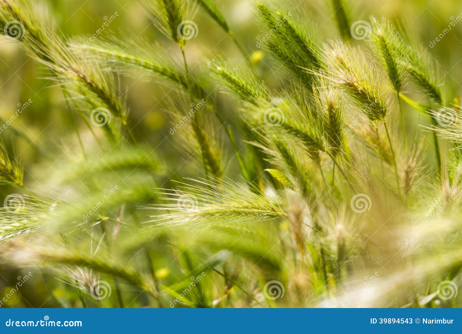 Detail of a Green Spring Wheat Field Stock Image - Image of growth ...