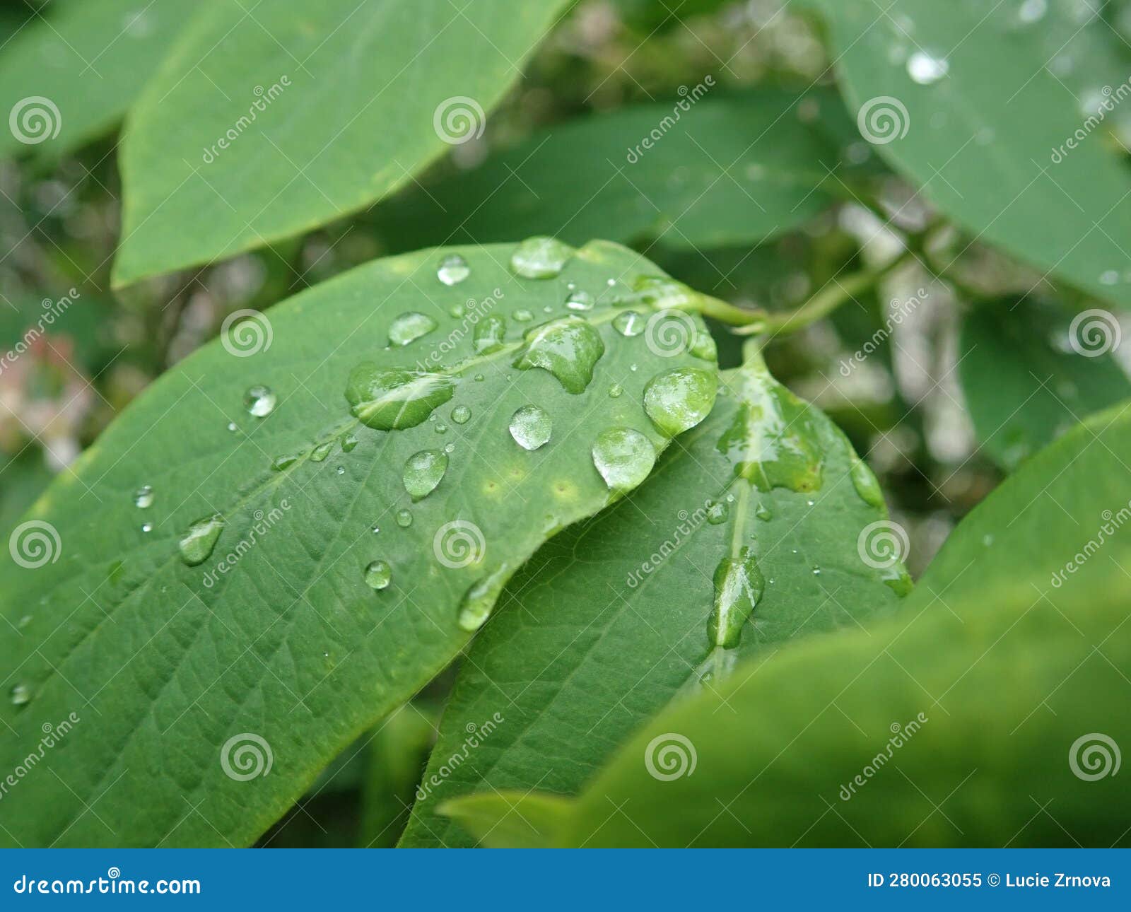 Detail of a Green Tree Leaf Stock Image - Image of branch, horizontal ...