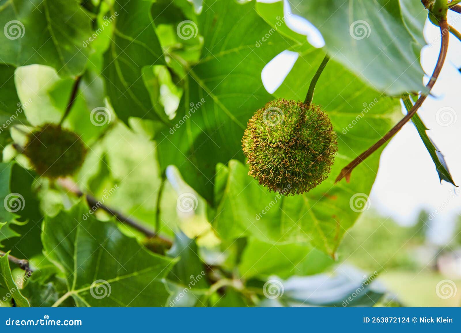 Detail of Green Tree Pod Growing on Vibrant Green Tree Stock Photo ...
