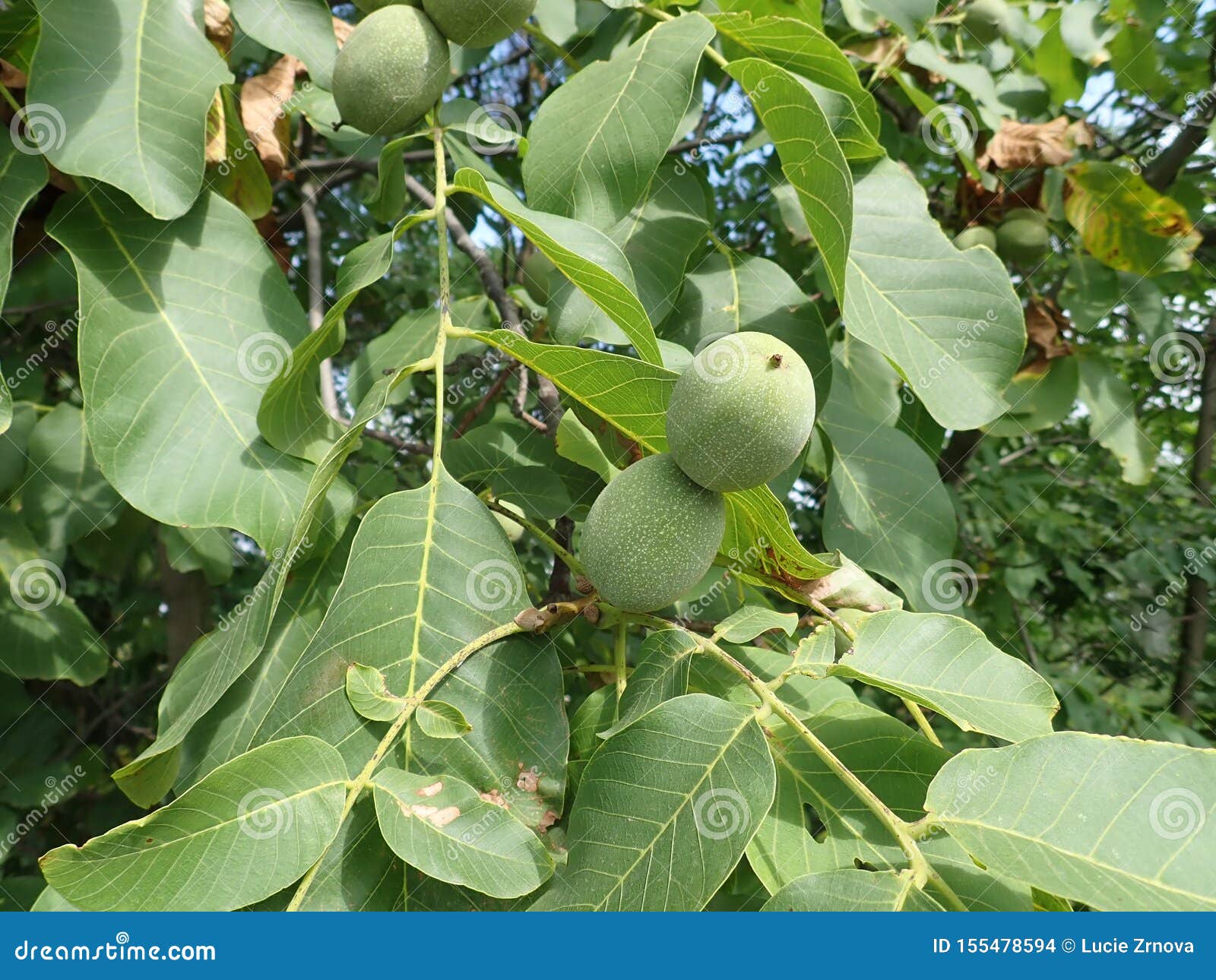 Green Unripe Wallnuts on a Tree Branch Stock Photo - Image of ripe ...