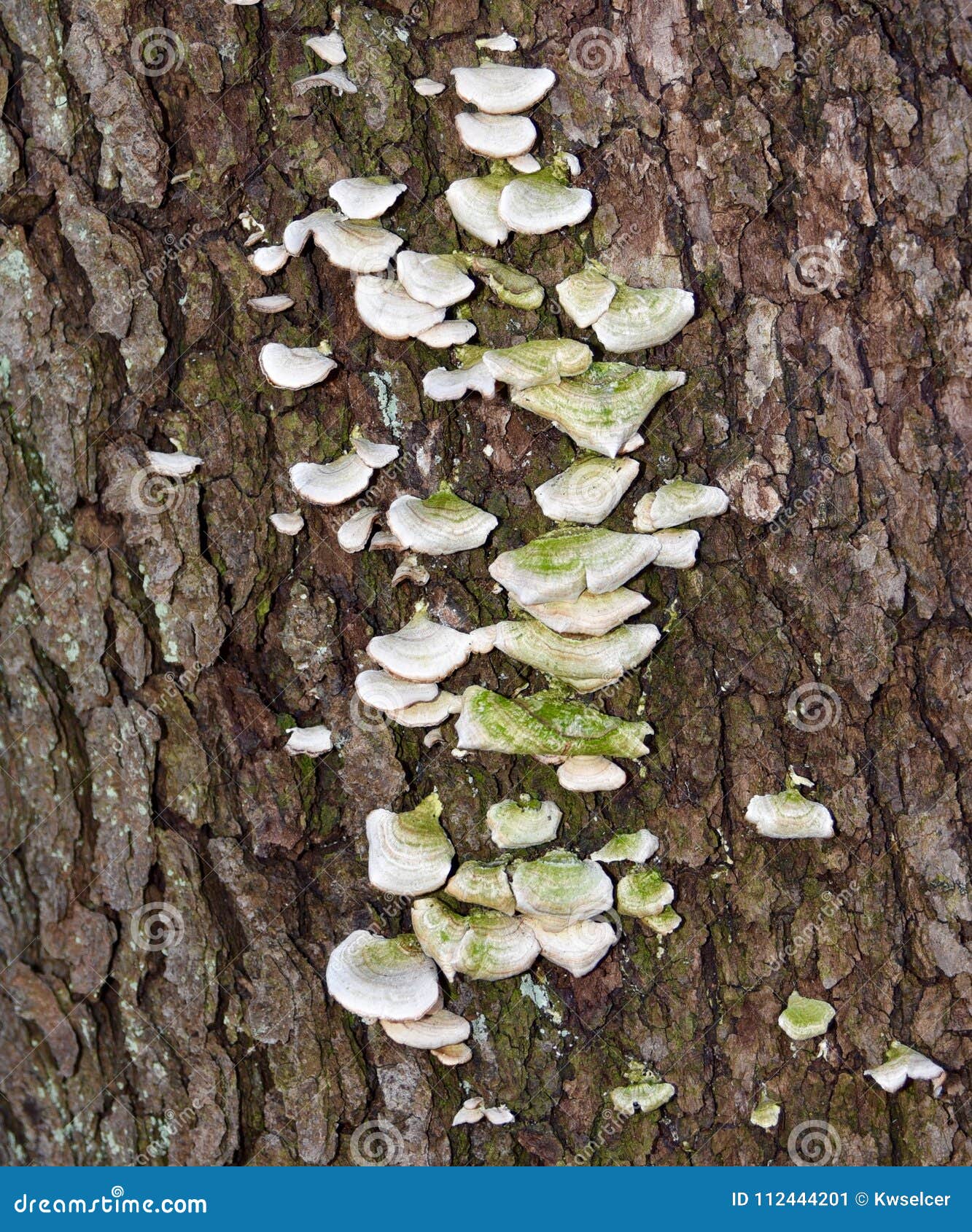 Detail of a Group of Bracket Fungi on a Tree Trunk. Stock Image - Image ...