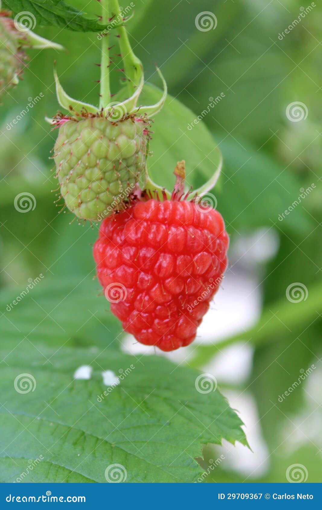 Growing Raspberry in Hydroponic Plantation Stock Image - Image of ...