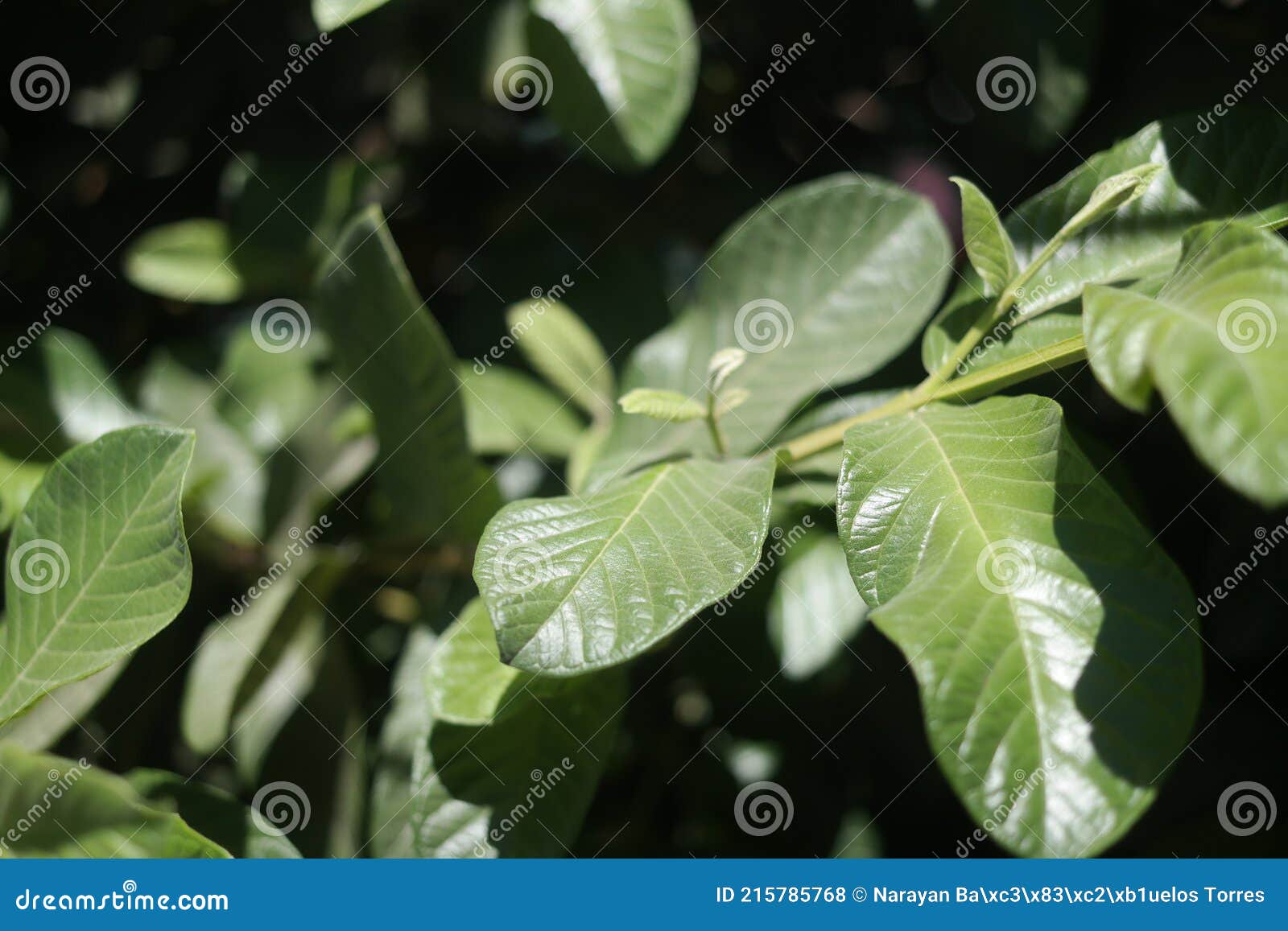 Detail of Guava Tree Leaves, Guava Tree Concept Stock Photo - Image of ...