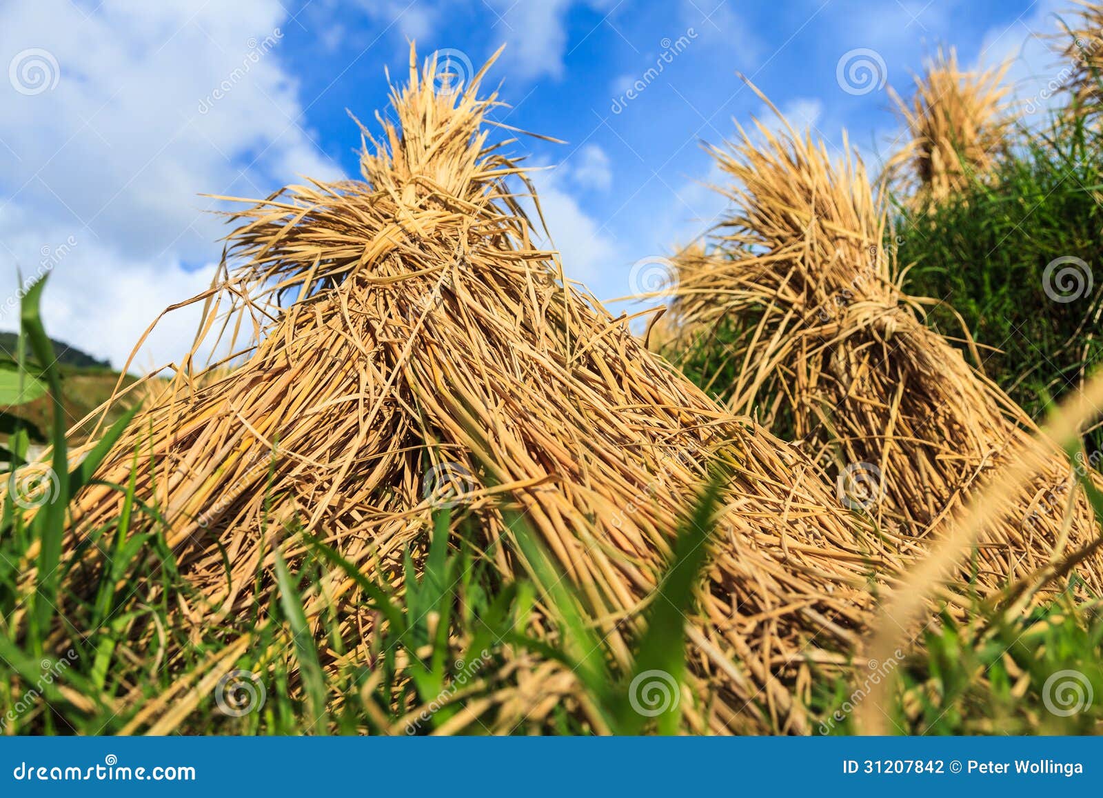 Detail Hay Stacks Drying Rice Fields Stock Photos - Free & Royalty-Free ...