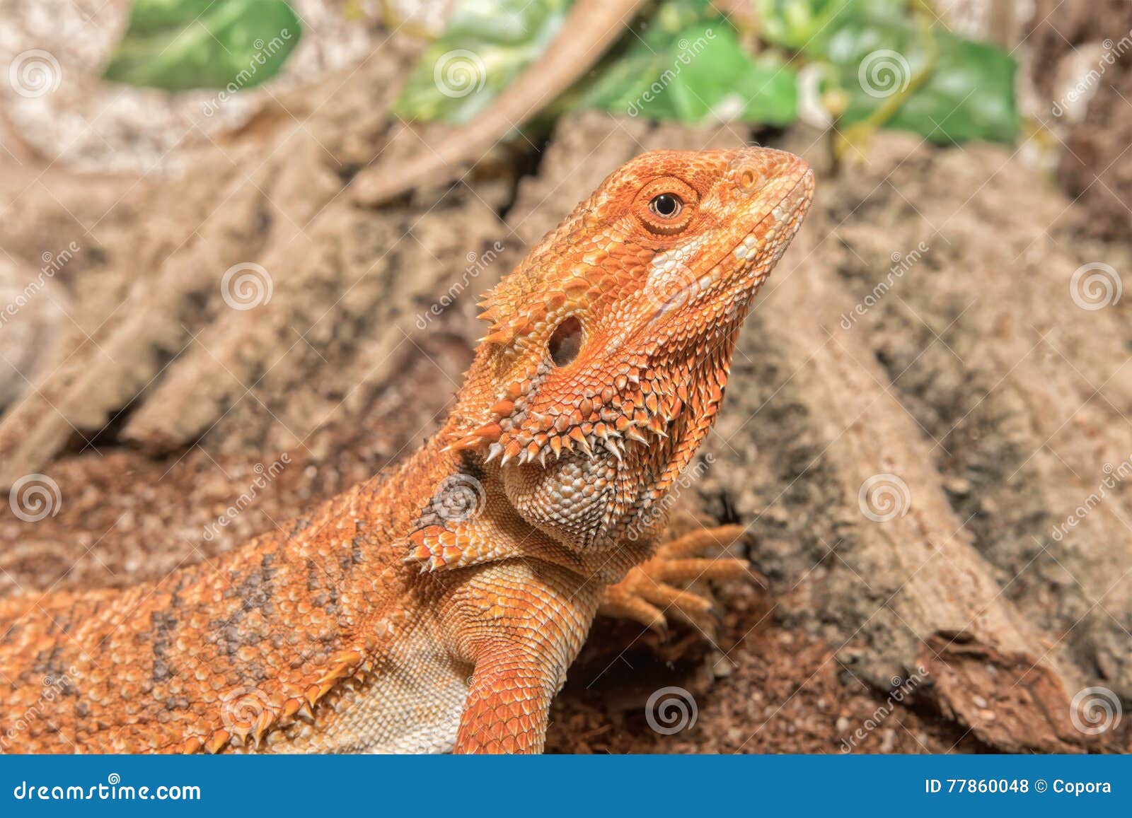 Detail of the Head of Agama in a Terrarium Stock Photo - Image of ...