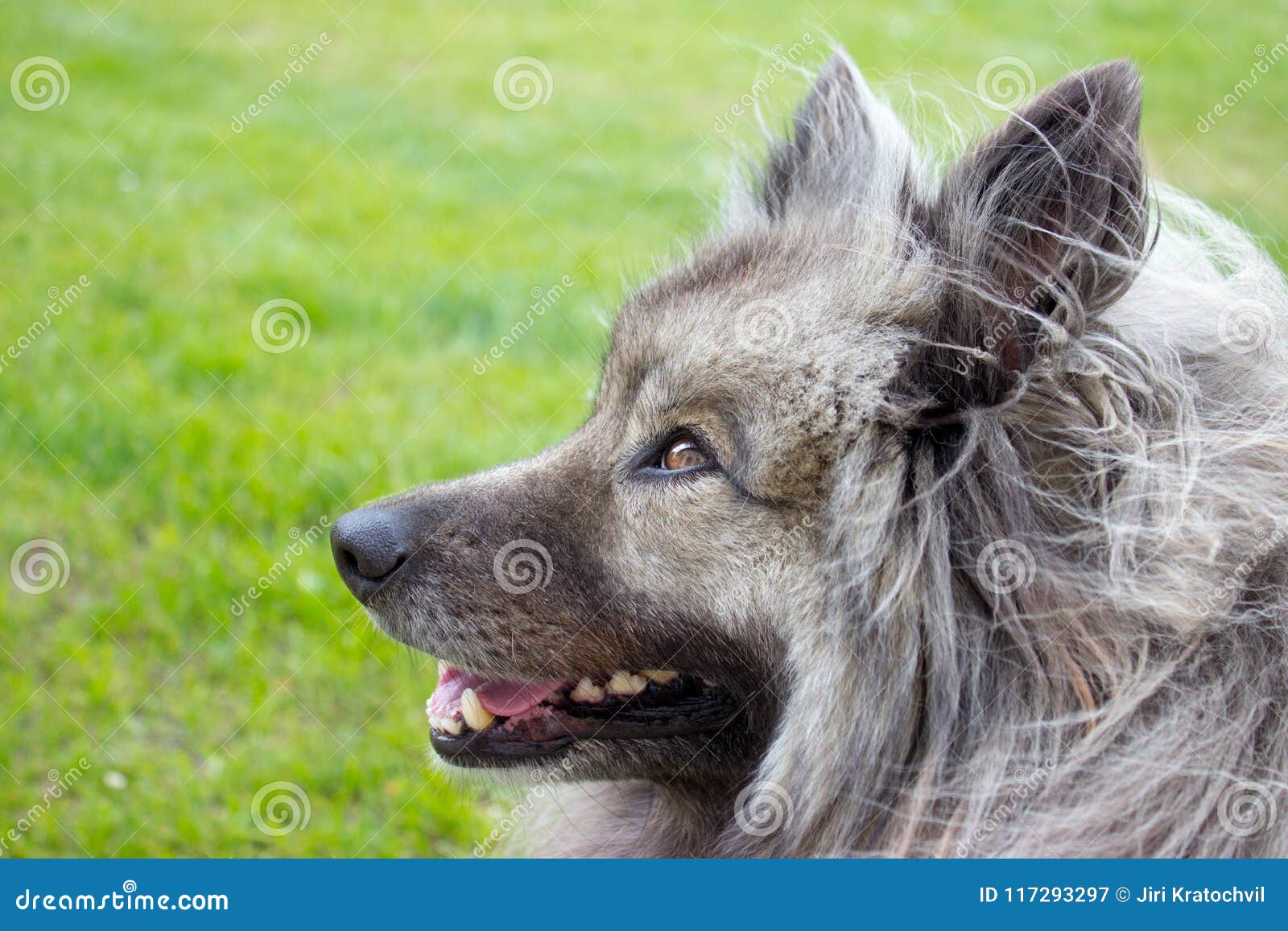 Detail of Head of German Spitz - Wolfspitz Stock Image - Image of ...
