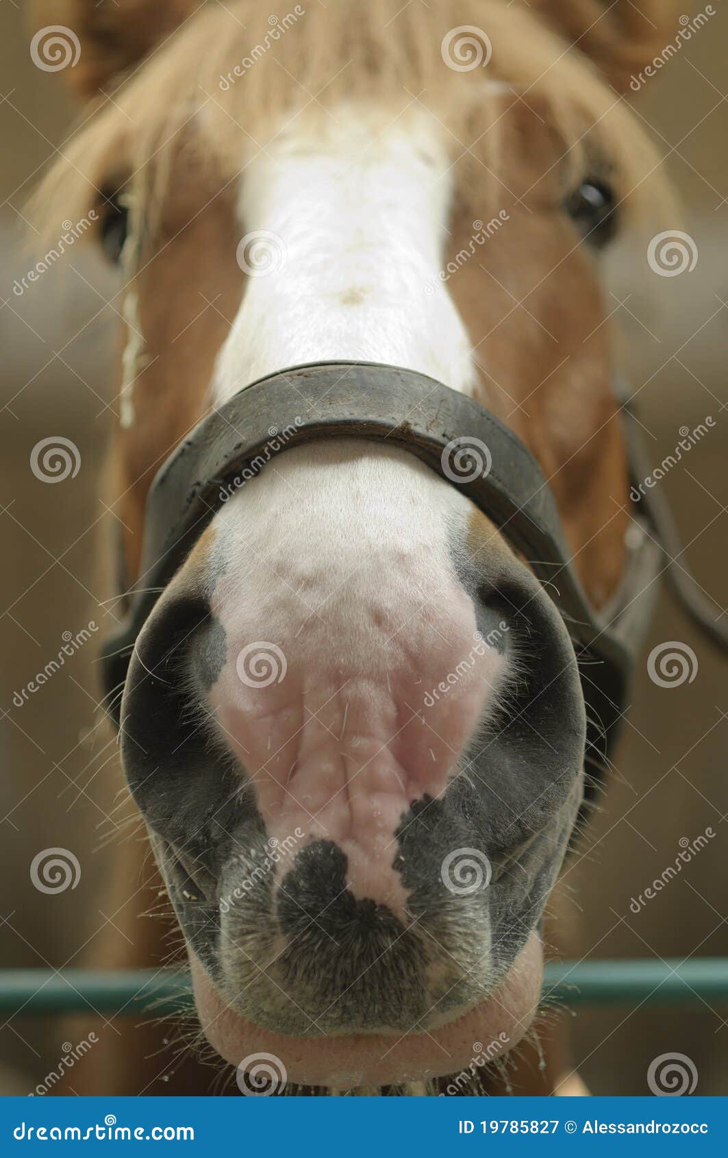 Detail of the Head of a Horse Stock Image - Image of equus, nostril ...
