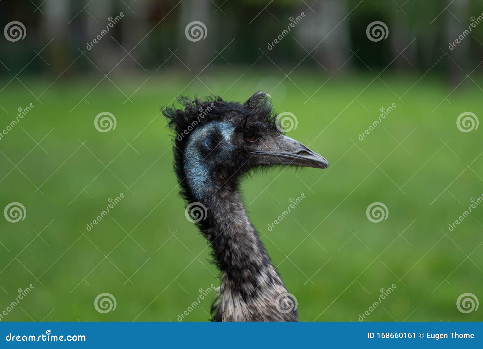 Big emu stock image. Image of dromaius, detail, bird - 168660161