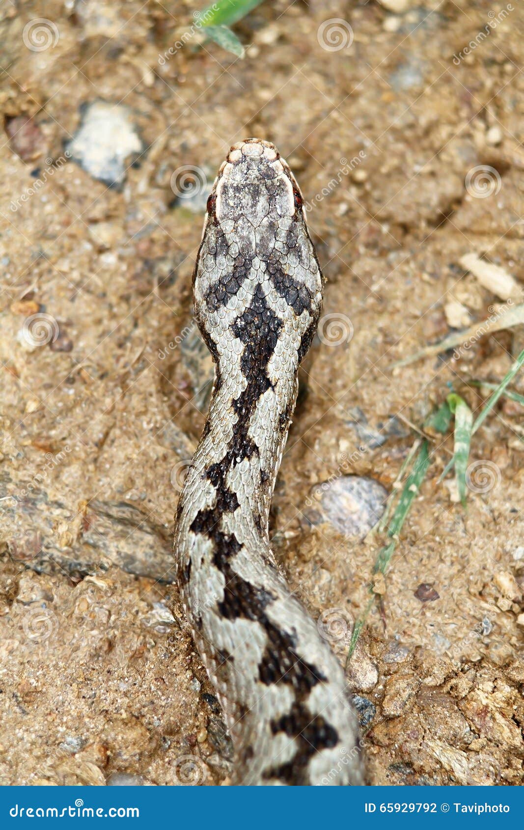 Detail on Head Pattern of Common Adder Stock Photo - Image of scales ...