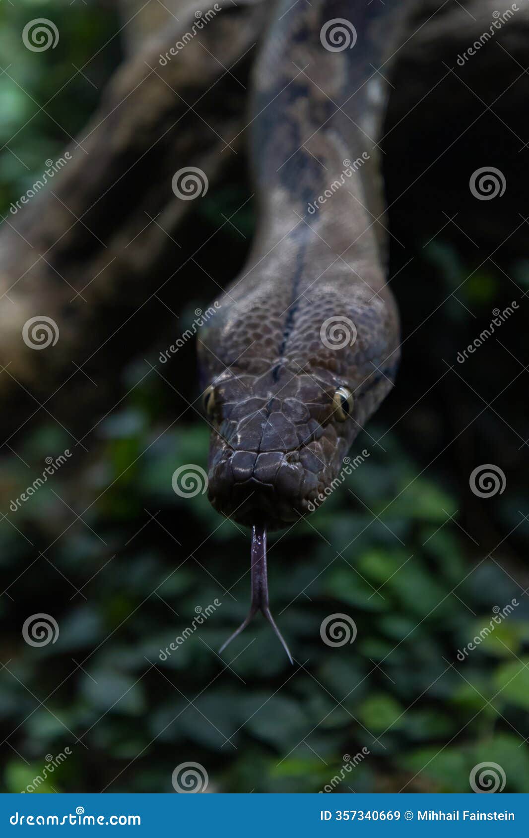 Close Up of a Burmese Python on Ground Stock Image - Image of color ...