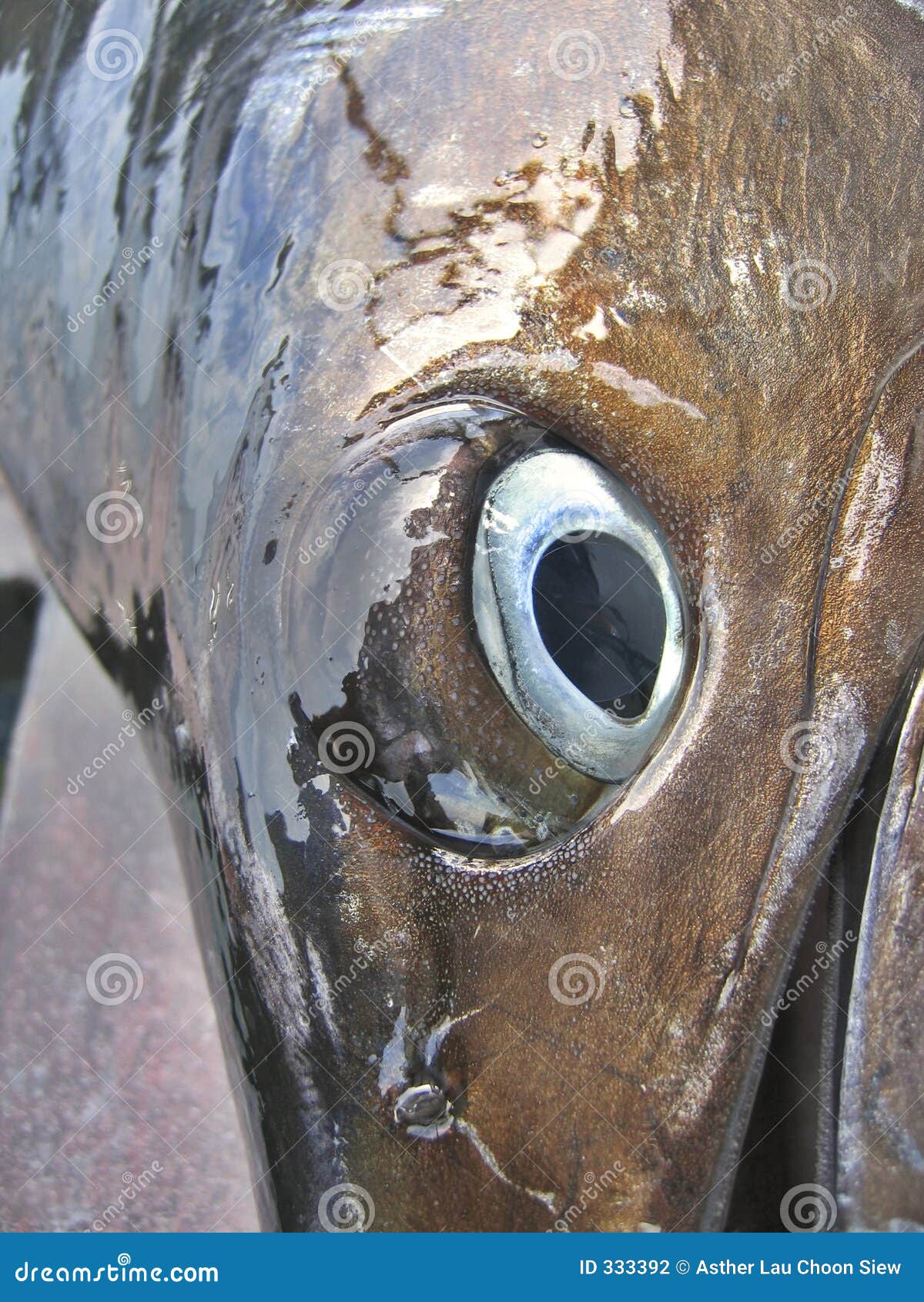 Detail - Het Oog Van De Zeilvis Stock Foto - Image of vissen ...