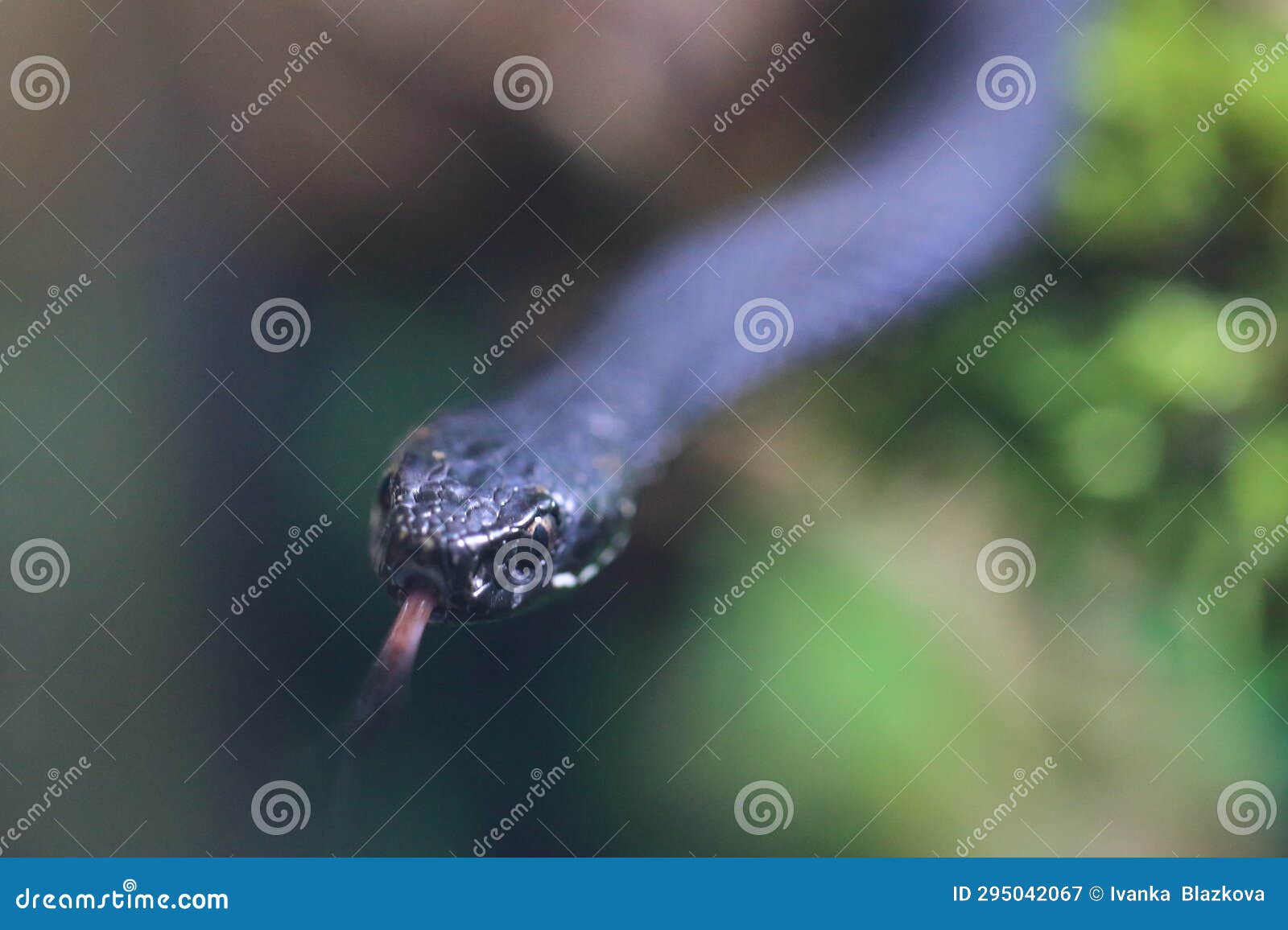 Forest-steppe adder stock image. Image of hissing, animal - 295042067