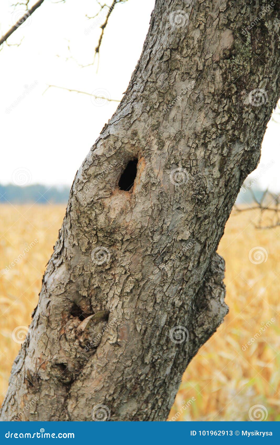 Hole in the tree stock image. Image of detail, decay - 101962913