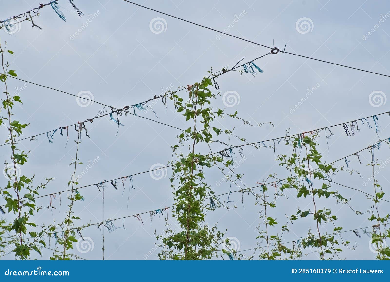 Detail of Hop Plants Growing on Strings Stock Image - Image of beer ...