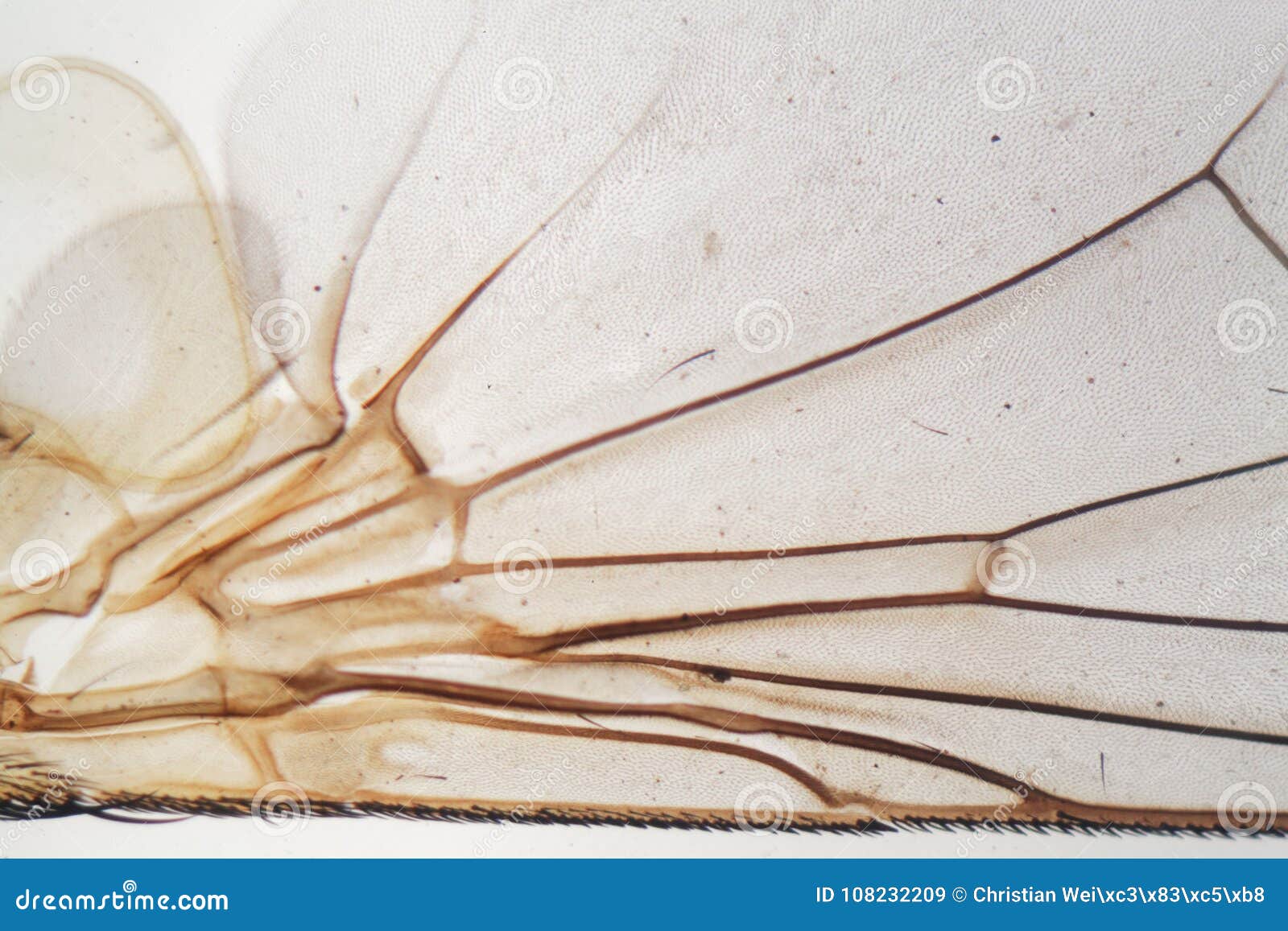 House Fly Wing Under the Microscope Stock Image - Image of background ...