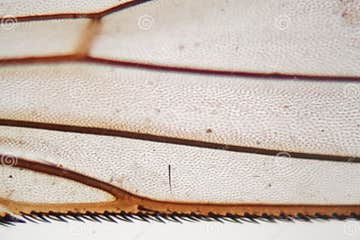 House Fly Wing Under the Microscope Stock Photo - Image of small ...