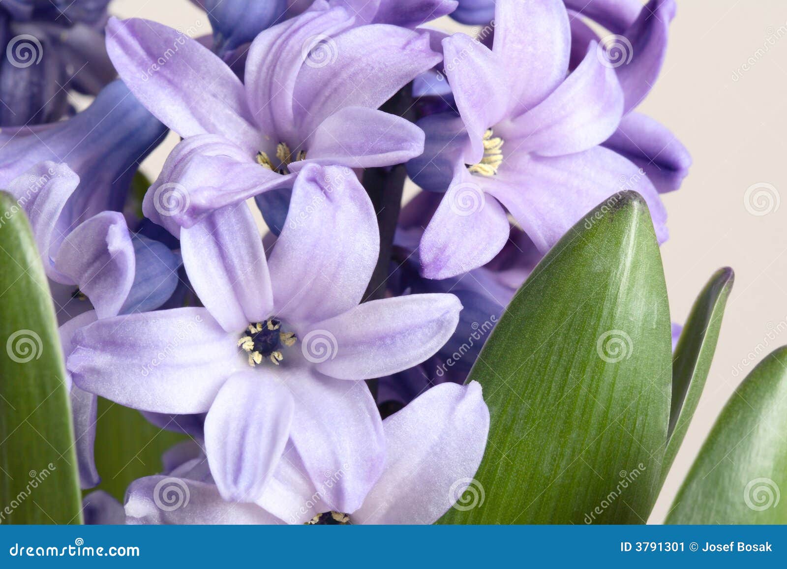 Detail of hyacinth stock image. Image of botanical, fresh - 3791301