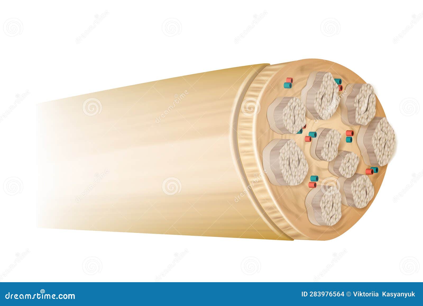 Detail Illustration Of The Anatomy Of A Typical Peripheral Nerve ... Detail Illustration Of The Anatomy Of A Typical Peripheral Nerve ...