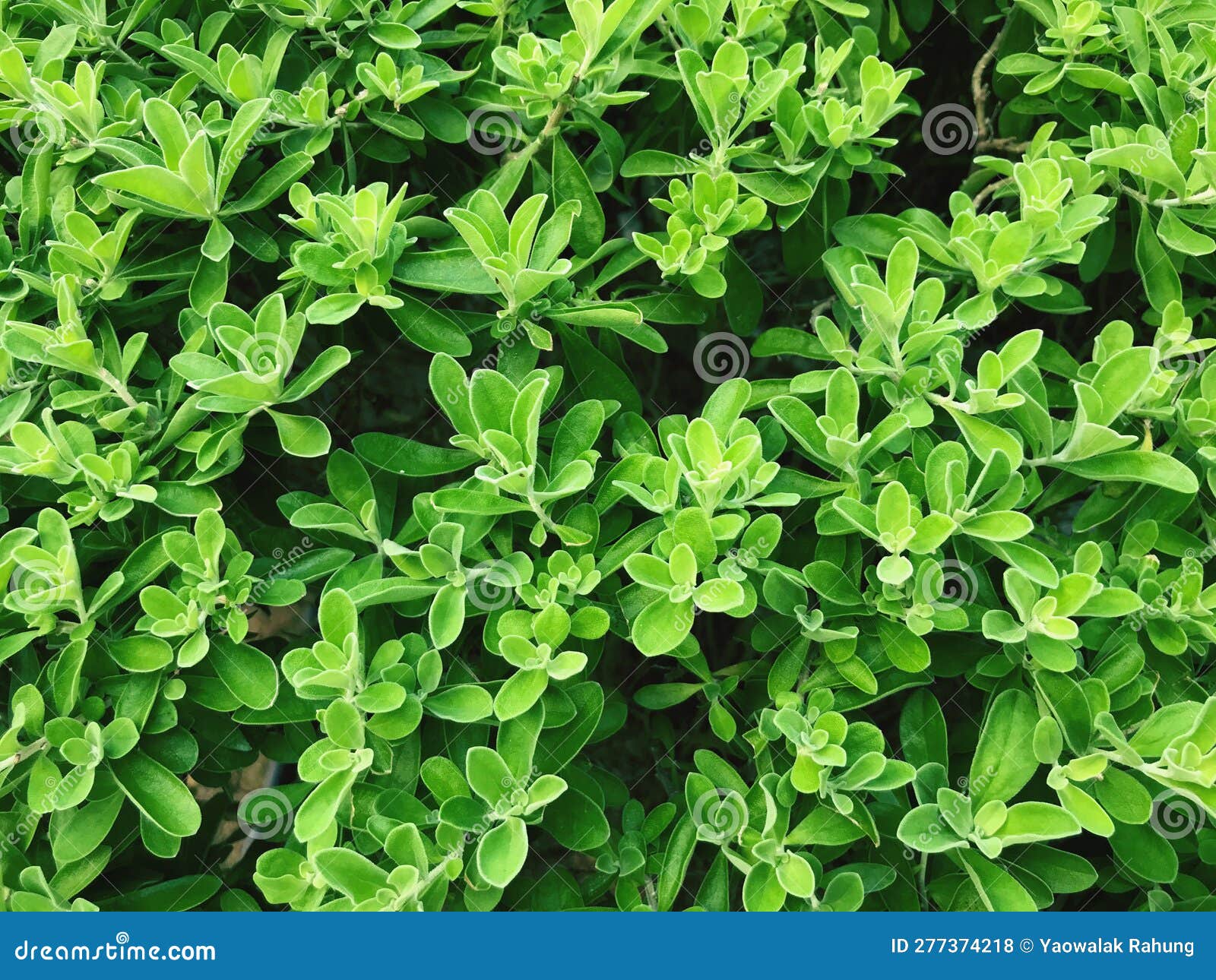 Detail Image of Plant Leave Texture Pattern Background Stock Photo ...