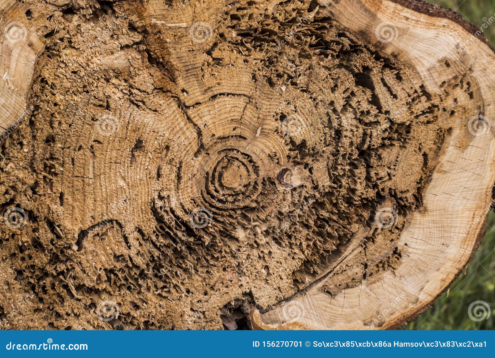 Detail of the Infested Wood by Bark Beetle Stock Image - Image of tree ...