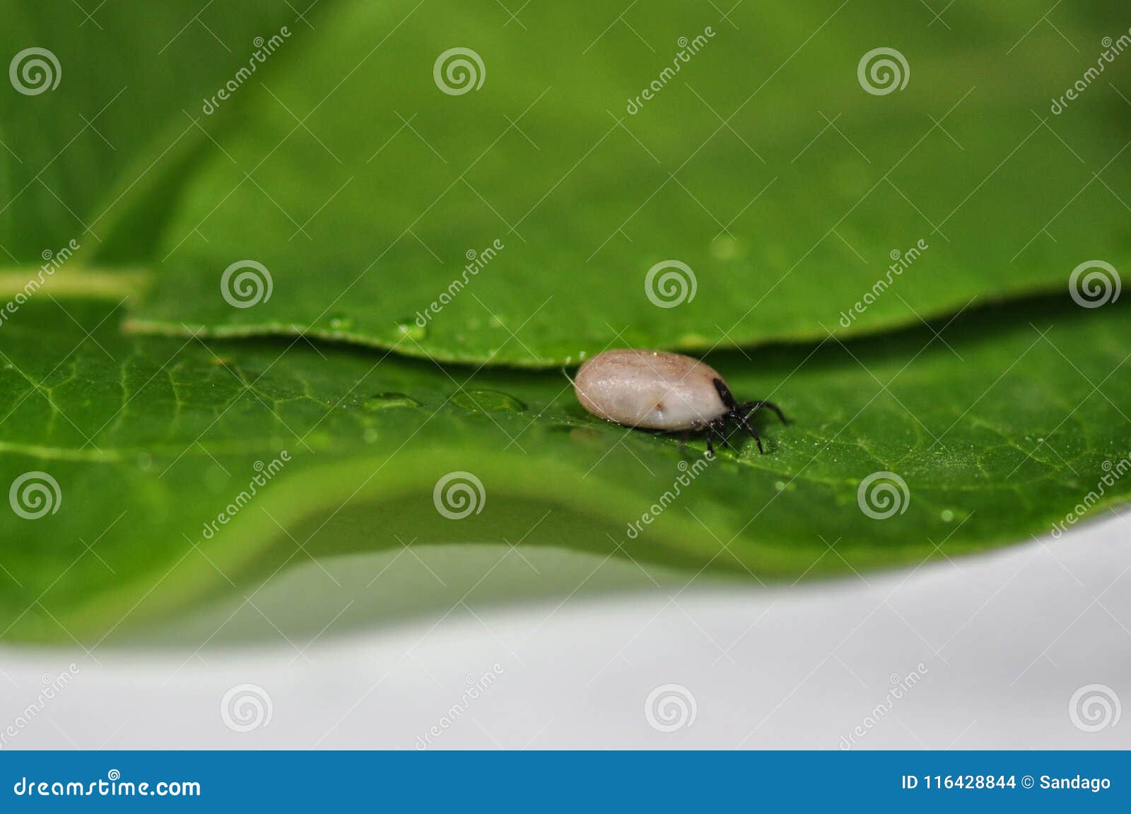 Tick on a leaf stock photo. Image of brown, body, bacterial - 116428844
