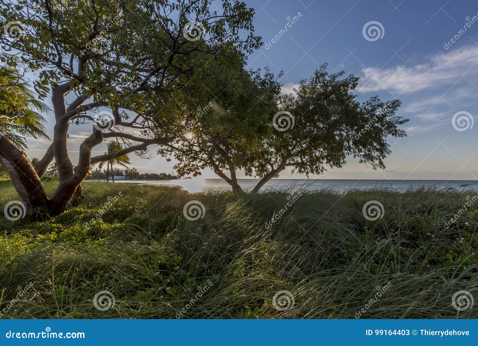 Scenery from Key West stock image. Image of details, trees - 99164403