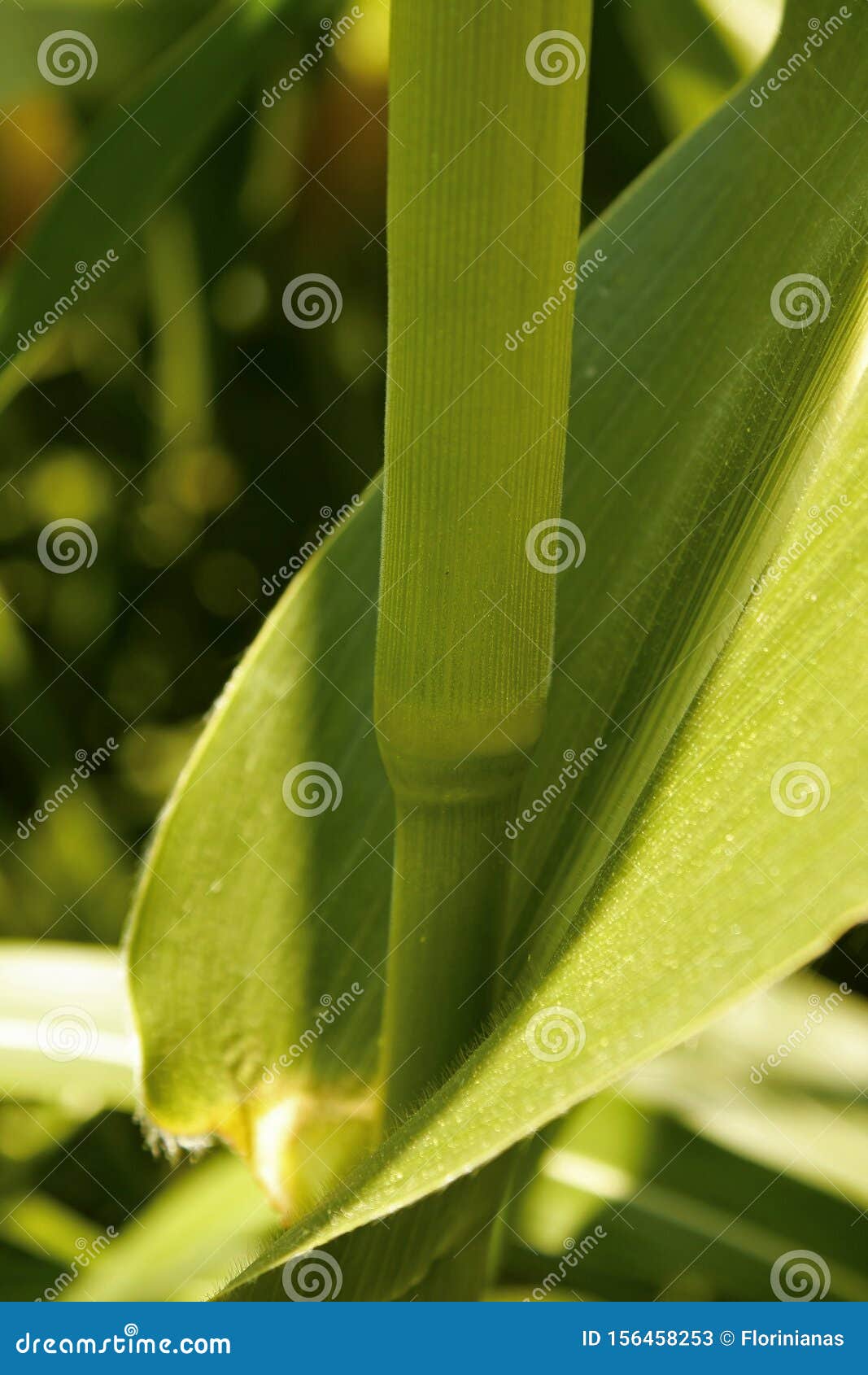 Nodes And Internodes