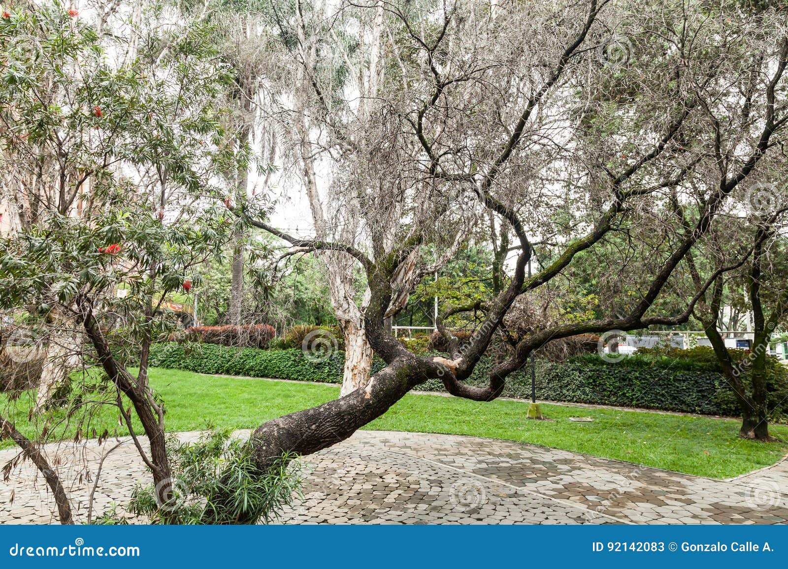 Detail an Isolated Tree Branch Stock Image - Image of leaves, spring ...