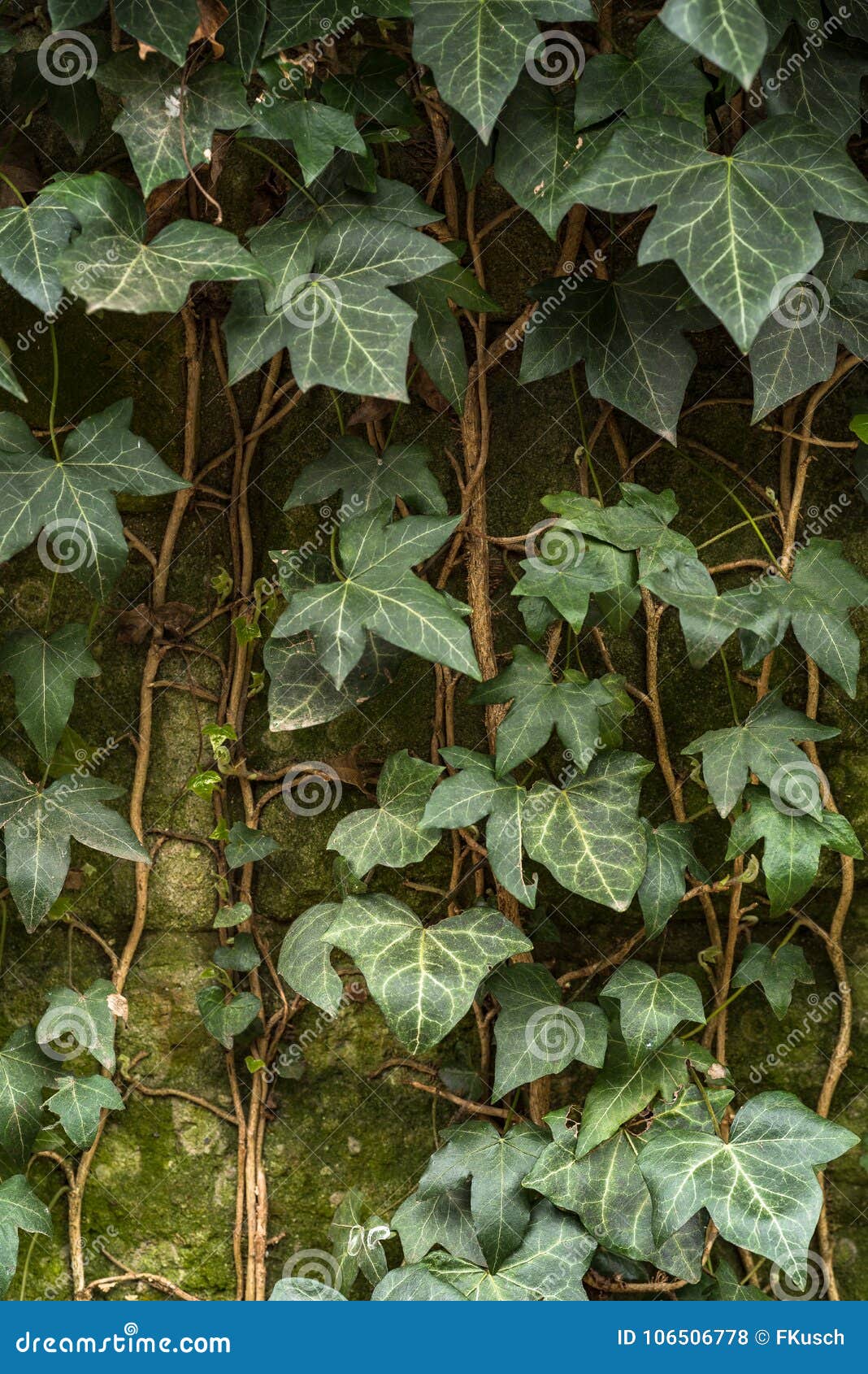 Ivy over an old wall stock photo. Image of surface, cover - 106506778