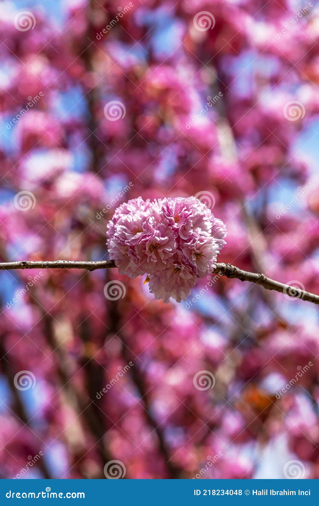 Detail from Japanese Sakura Tree Stock Photo - Image of birth, growth ...