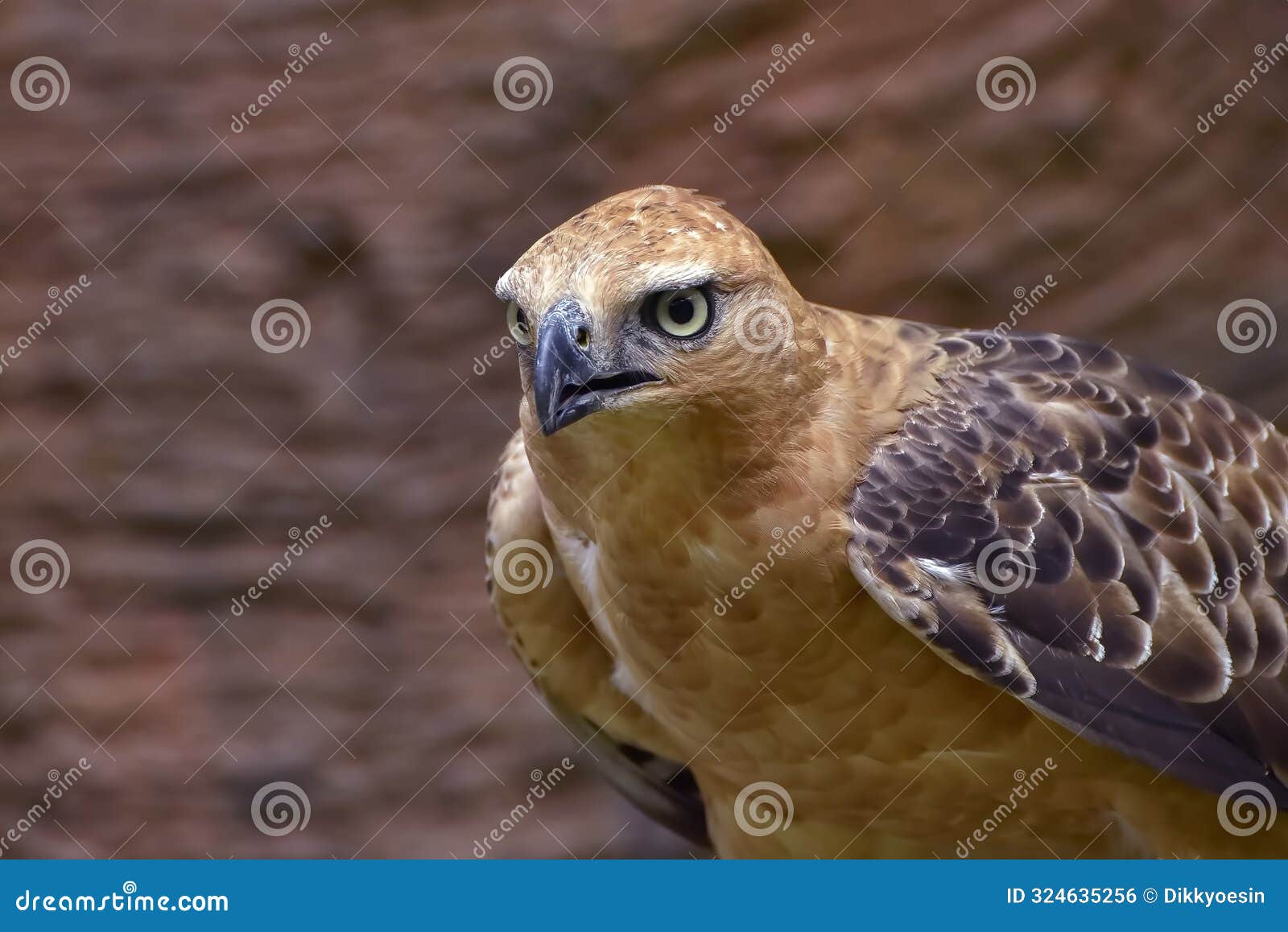 Detail of an Javan Hawk Eagle Stock Photo - Image of feathers, national ...