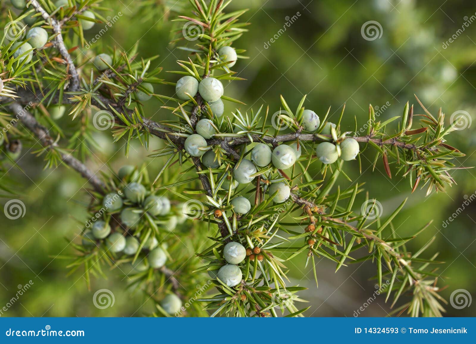 Detail of juniper branch stock image. Image of plant - 14324593