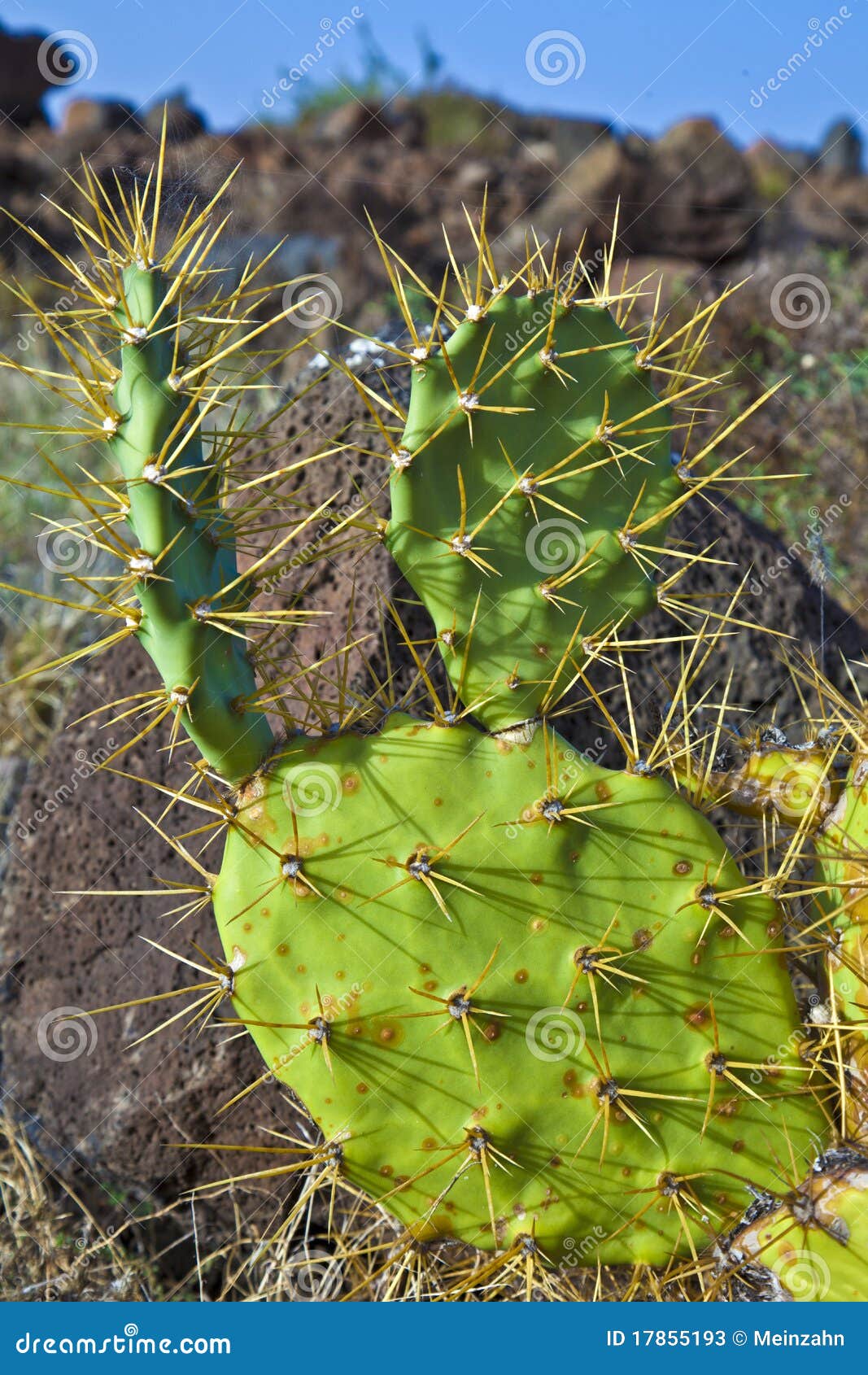 Detail of large cactus stock image. Image of closeup - 17855193