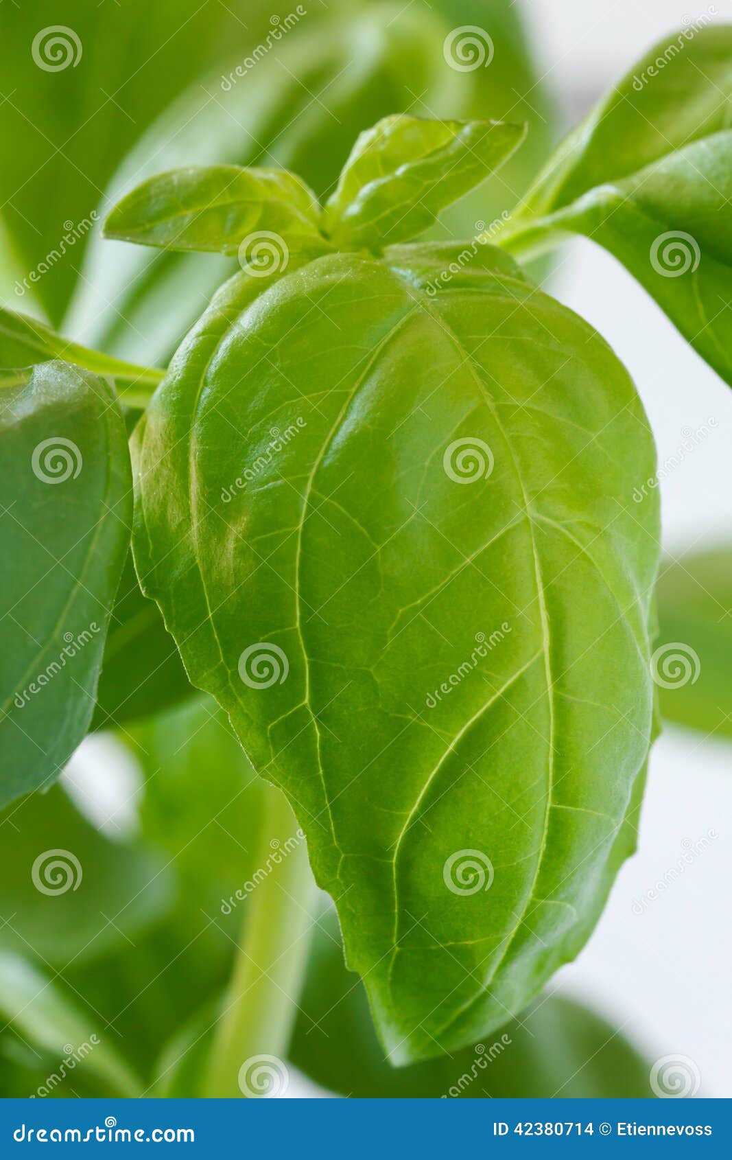 Detail of a Large Leaf on a Basil Plant. Stock Photo - Image of ...