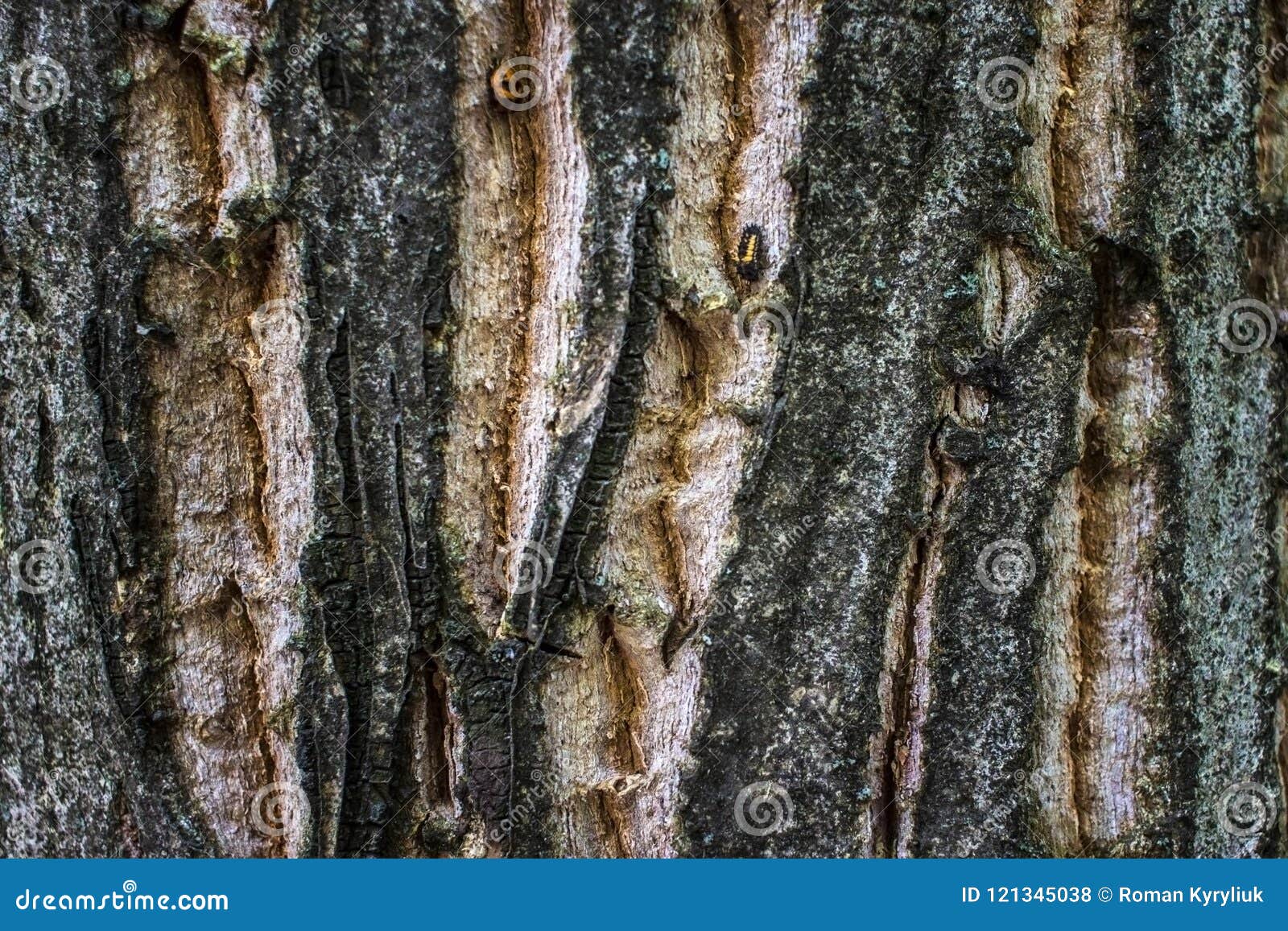 Thick Furrows on the Bark of a Tree Stock Photo - Image of furrow ...