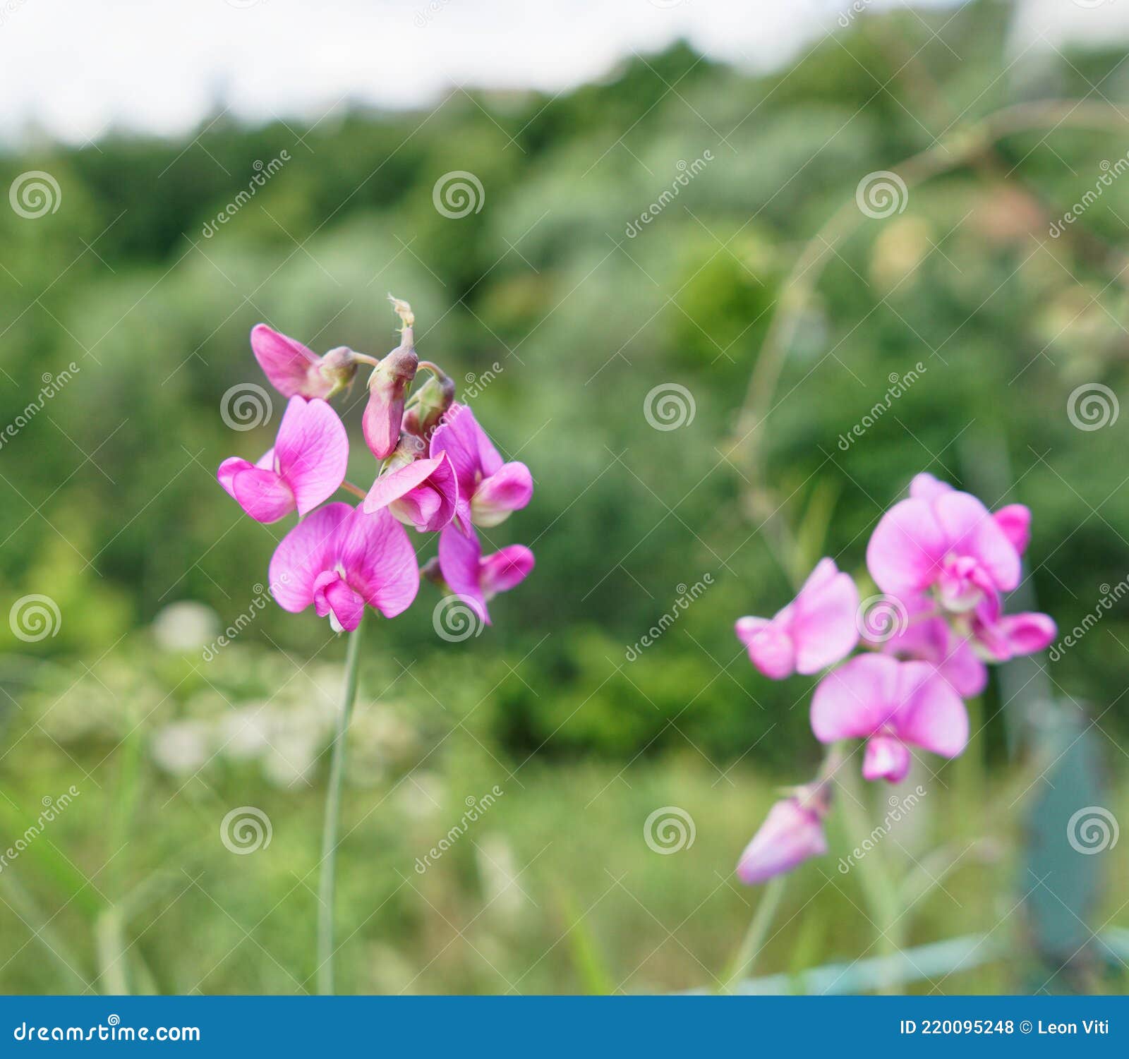 A Lathyrus Tuberosus, Tuberous Pea, Tuberous Vetchling, Earthnut Pea ...