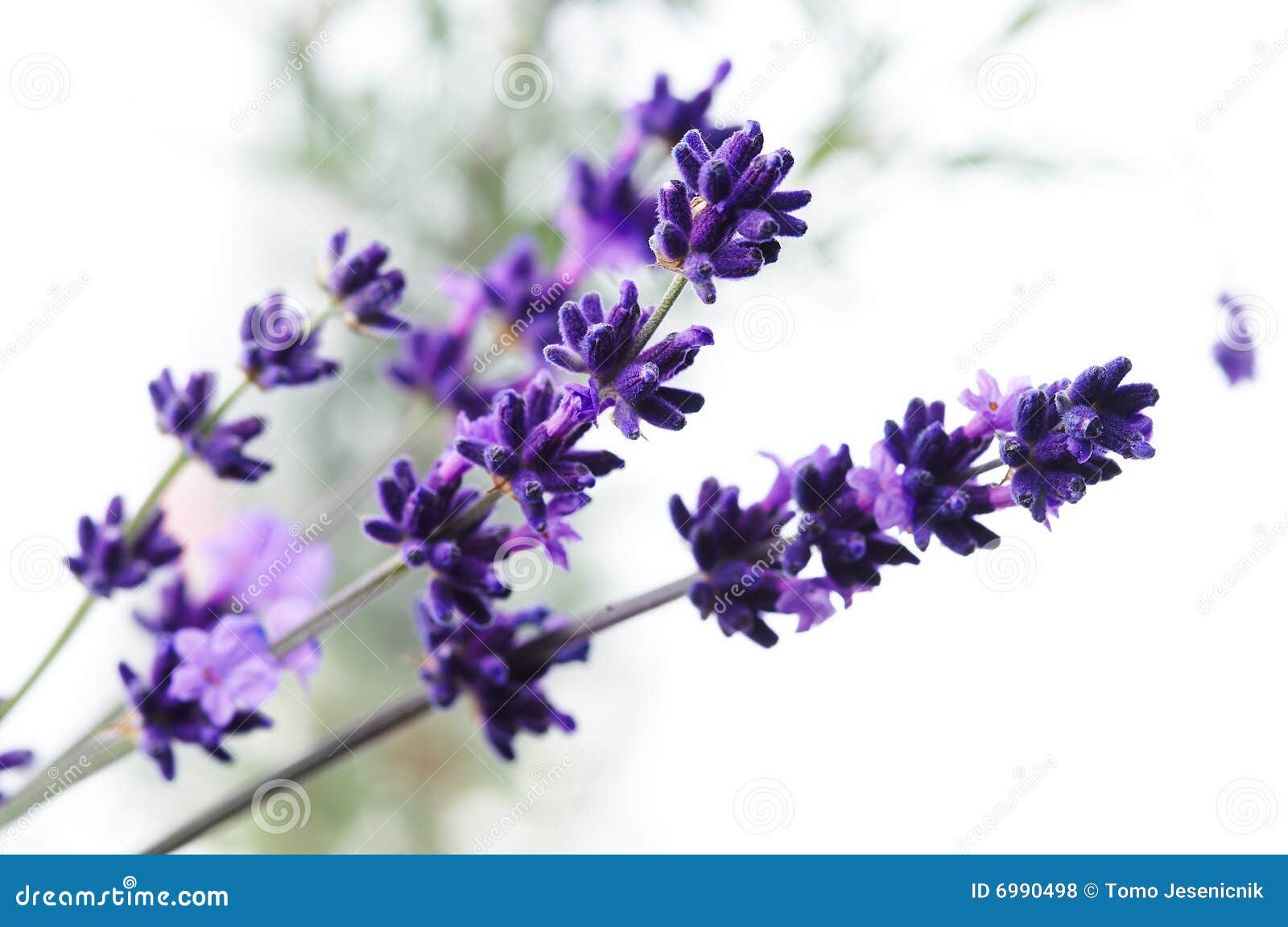 Lavender Flower Field Royalty-Free Stock Photography | CartoonDealer ...