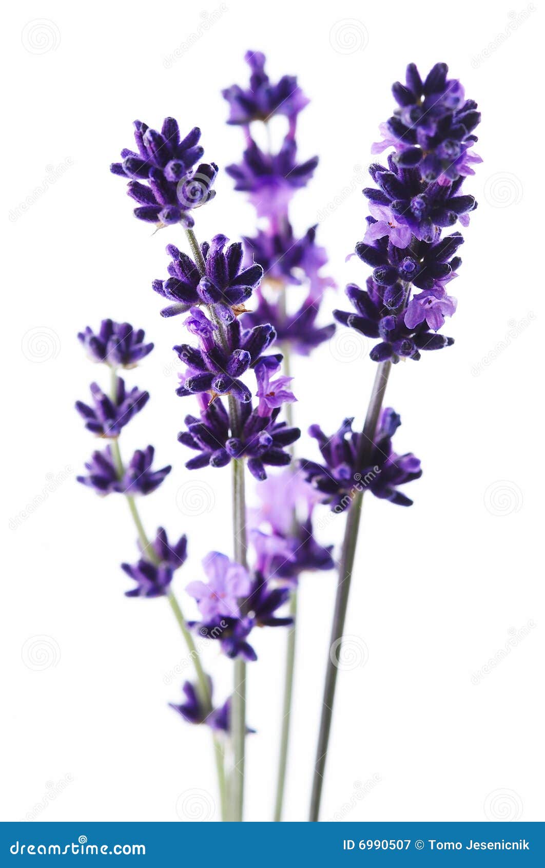 Lavender Flower Branch Bundle Dried White Wood Texture Backdrop Royalty ...