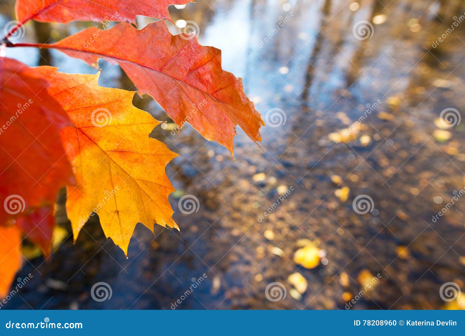 Detail of Leaf in the Autumn Stock Photo - Image of yellow, texture ...
