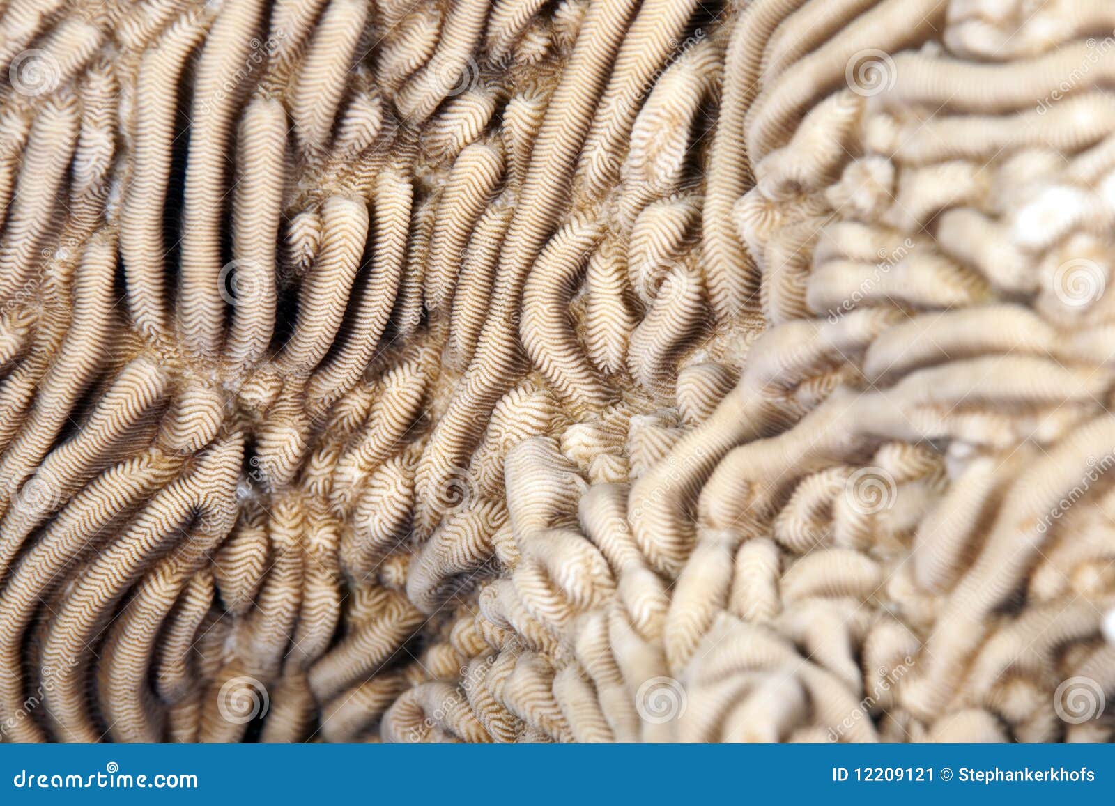 Detail of a leaf coral stock image. Image of color, soft - 12209121