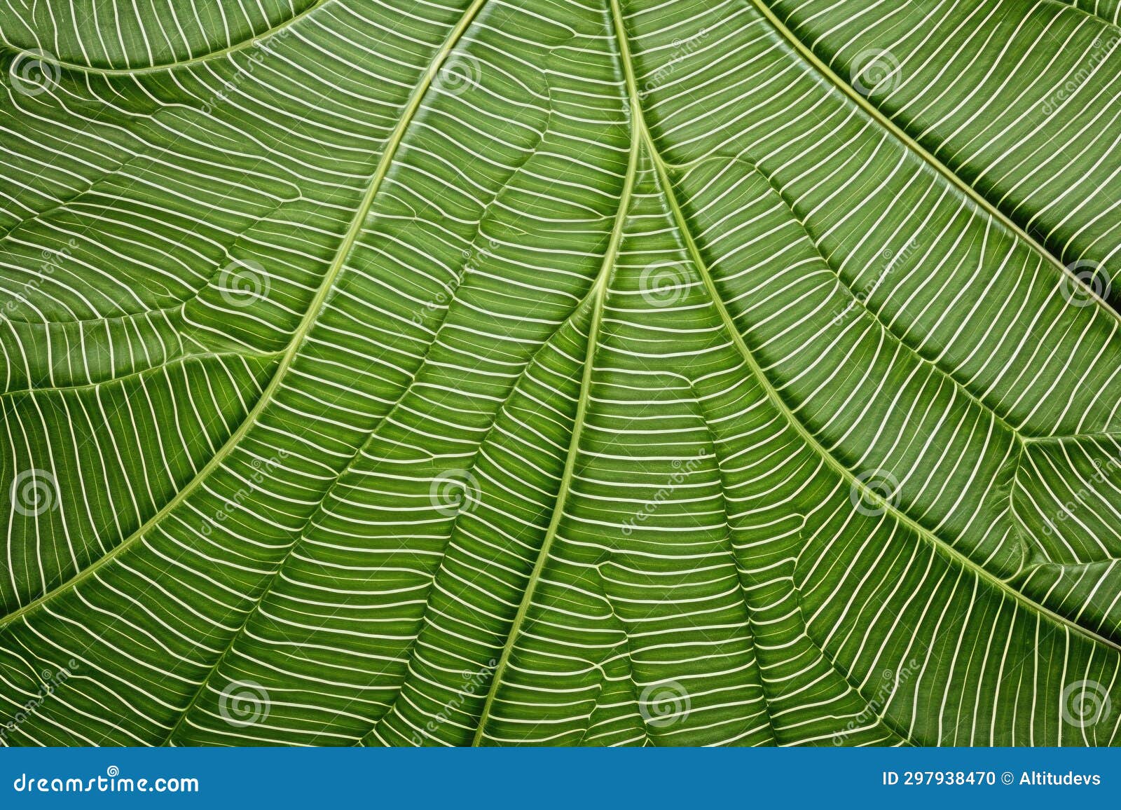 Detail of leaf patterns stock photo. Image of microscopic - 297938470