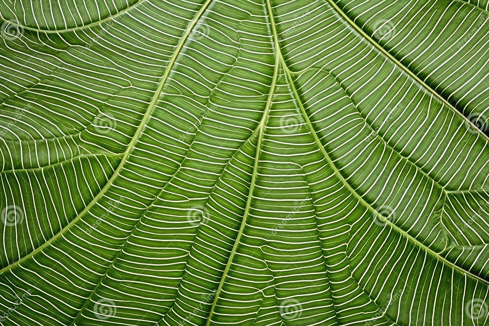 Detail of leaf patterns stock photo. Image of microscopic - 297938470