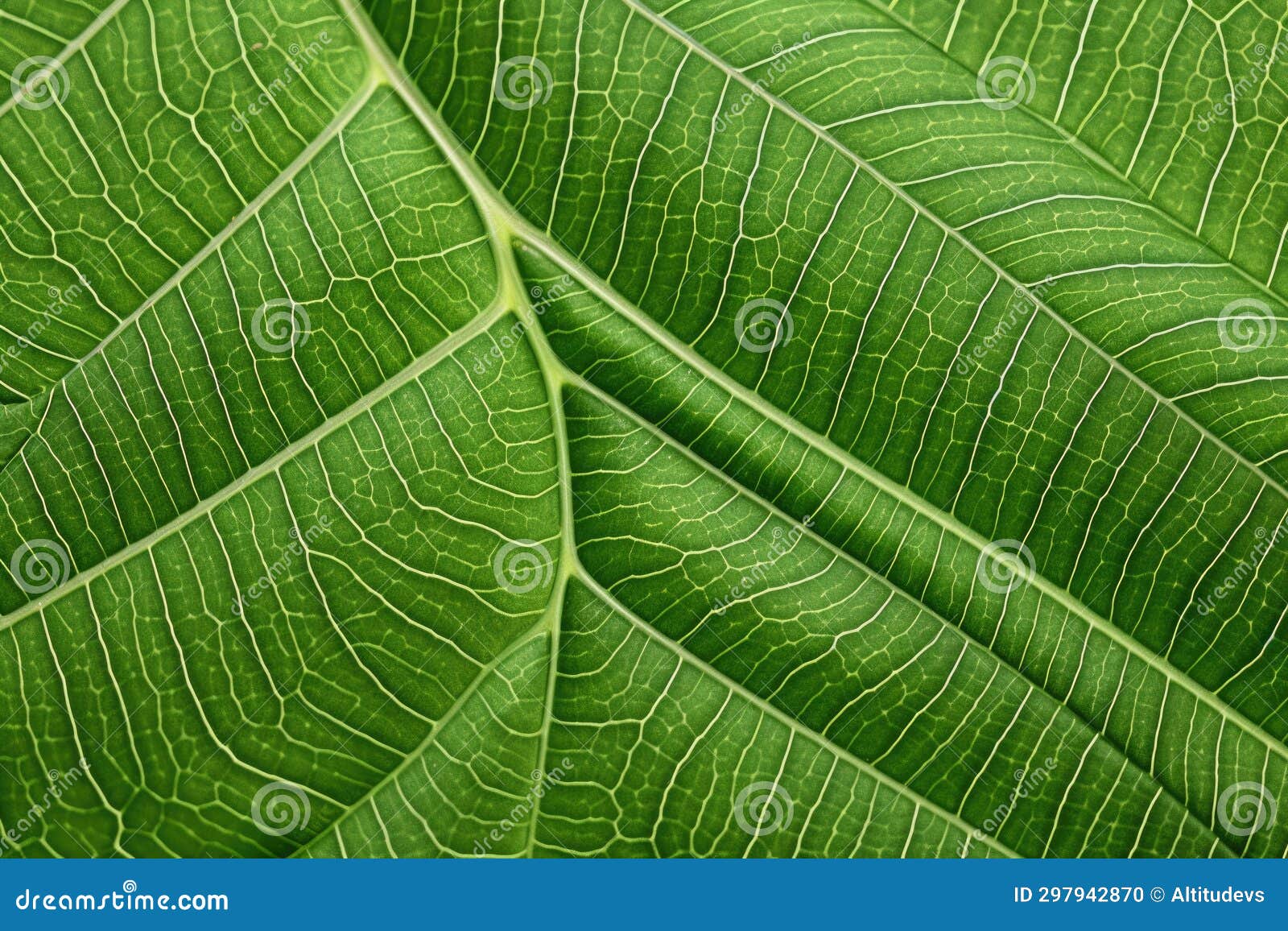 Detail of leaf patterns stock illustration. Illustration of pattern ...