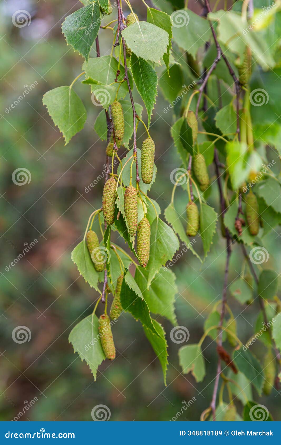 Detail of Leafs and Blossom of Betula Pendula Tree, Silver Birch Stock ...