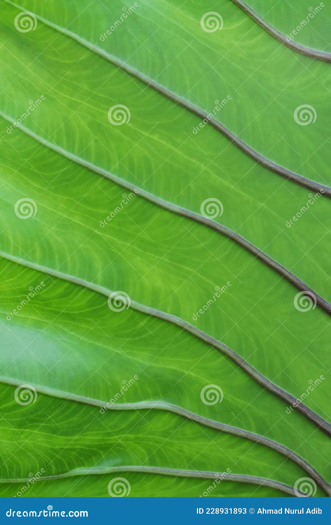 Detail of Leave Texture stock image. Image of spring - 228931893